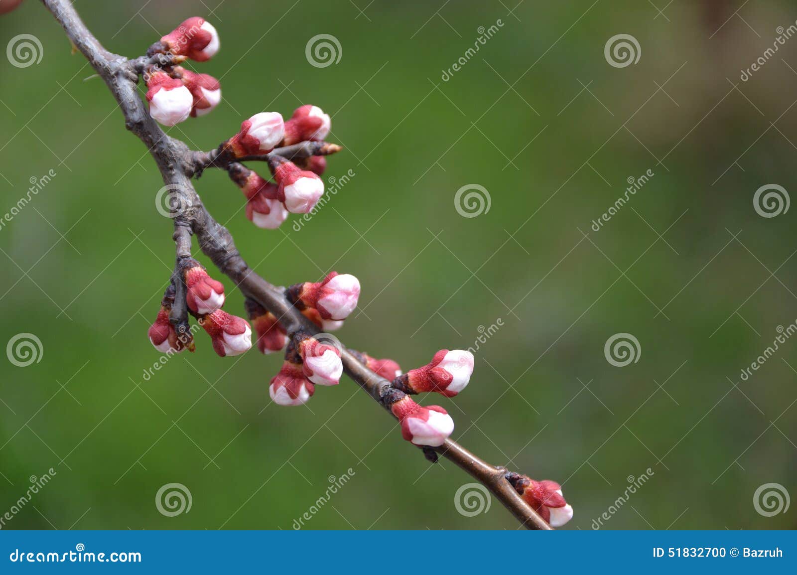 Fruit Buds on a Branch in a Garden Stock Photo - Image of outside, buds ...