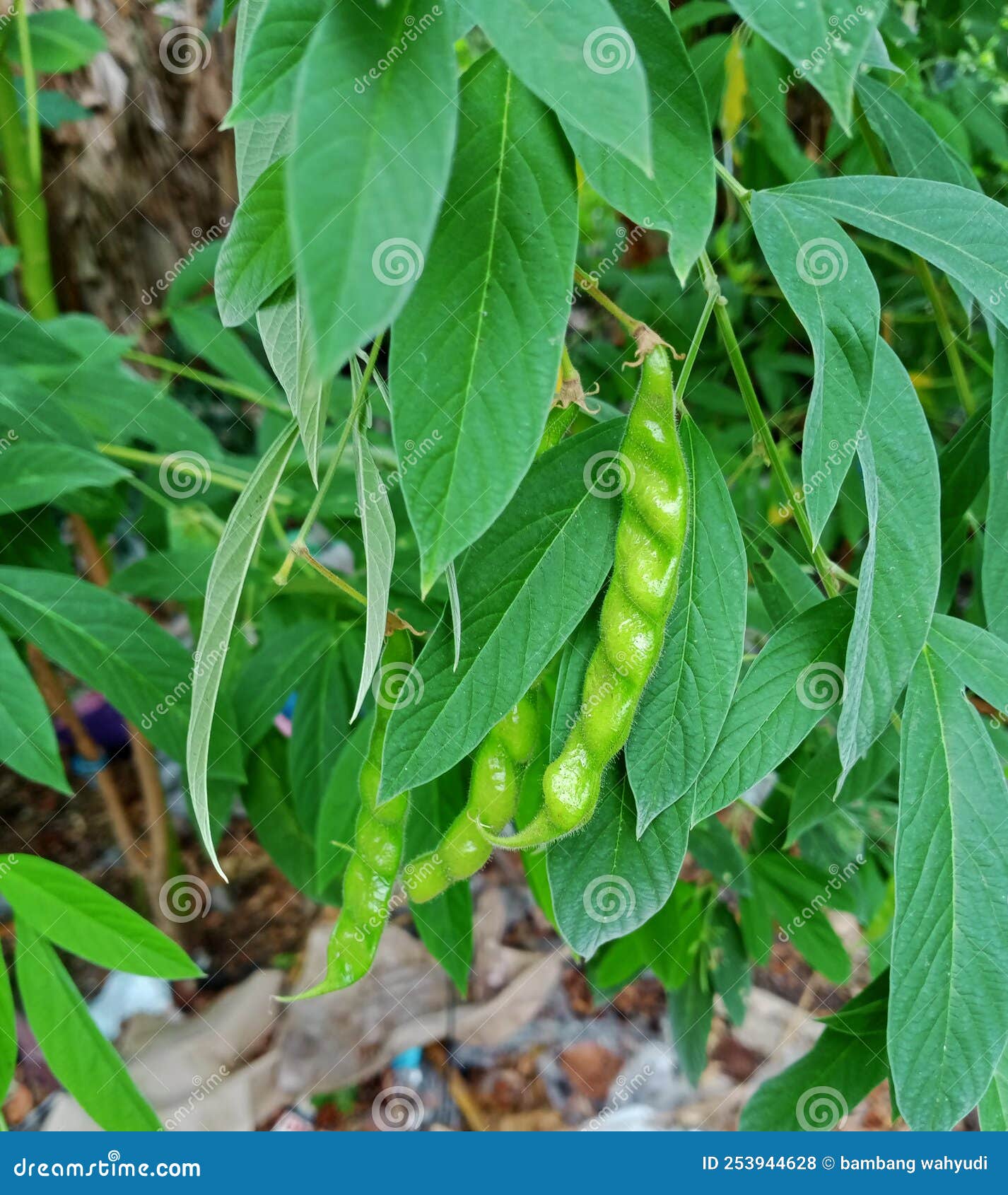 The Fruit from Cajanus Cajan Stock Photo - Image of branch, jungle ...