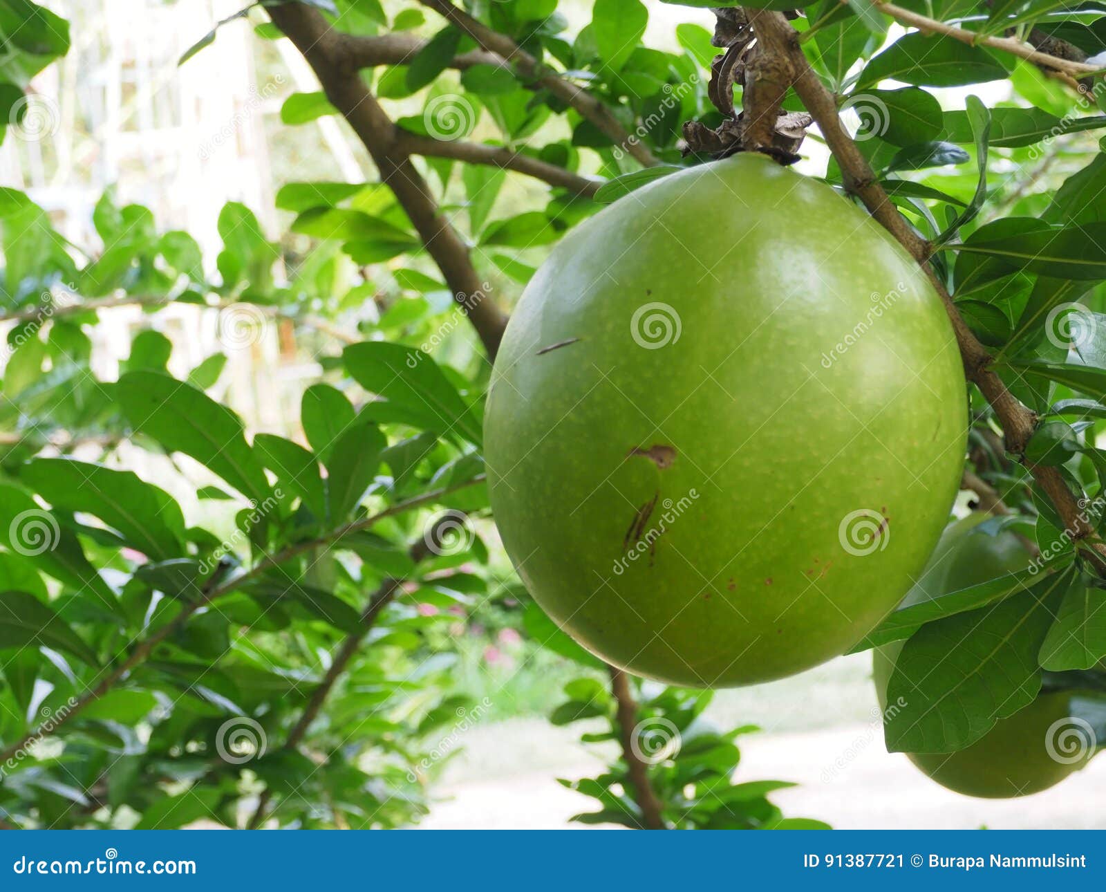 Fruit of the Calabash Tree in the Garden Stock Image - Image of color ...
