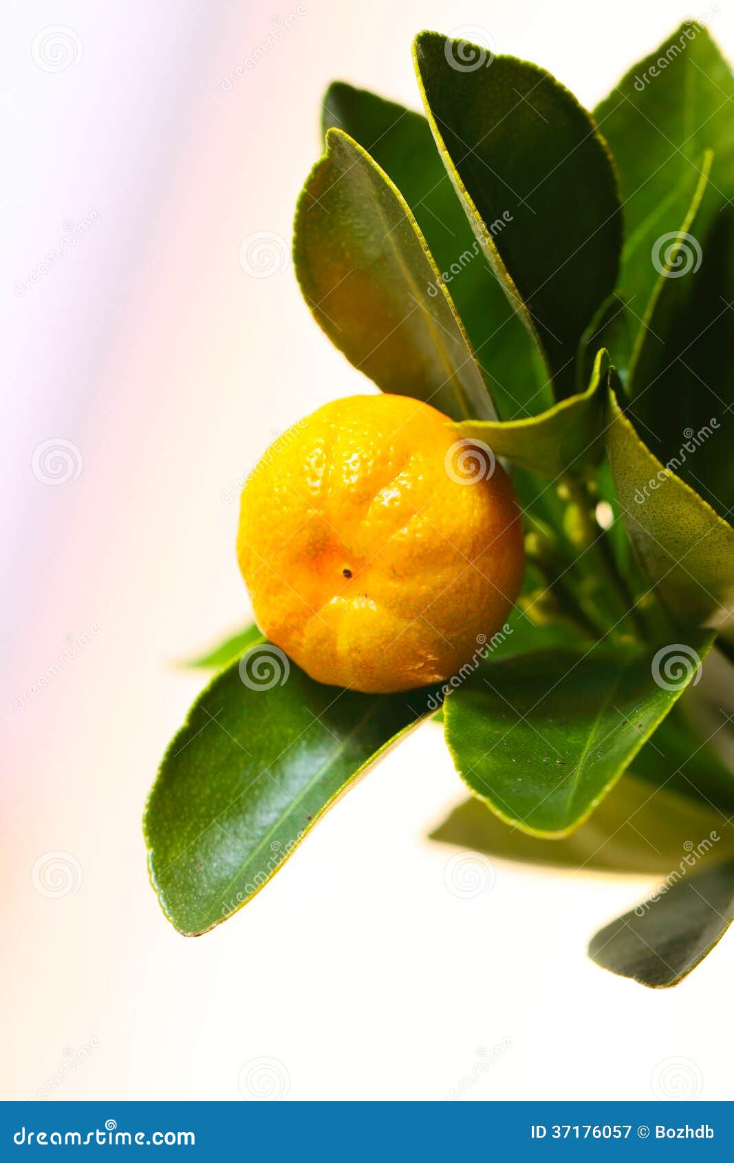 The fruit of calamondin stock image. Image of medicinal - 37176057