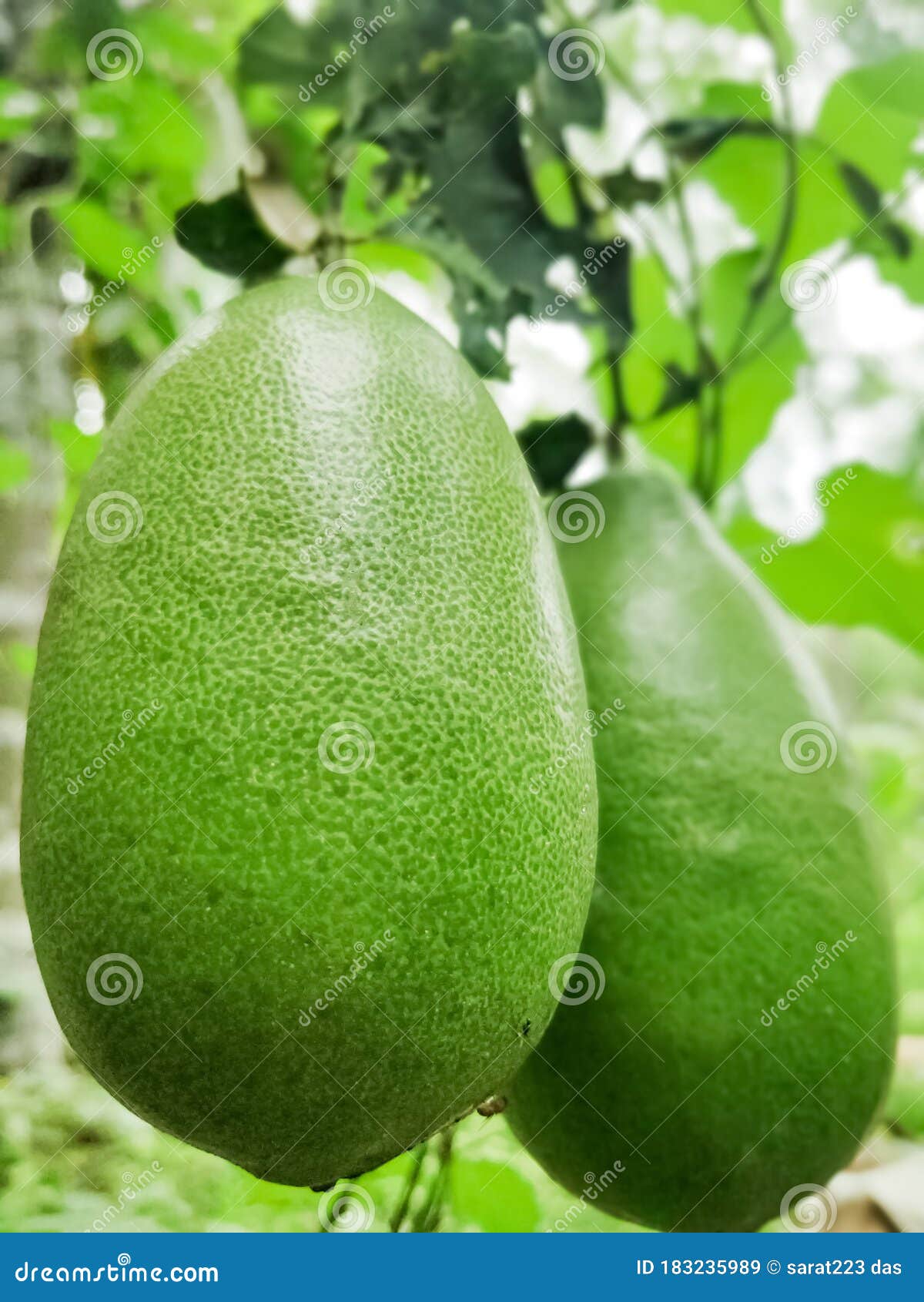 Green lamon fruit stock image. Image of citrus, shrub - 183235989