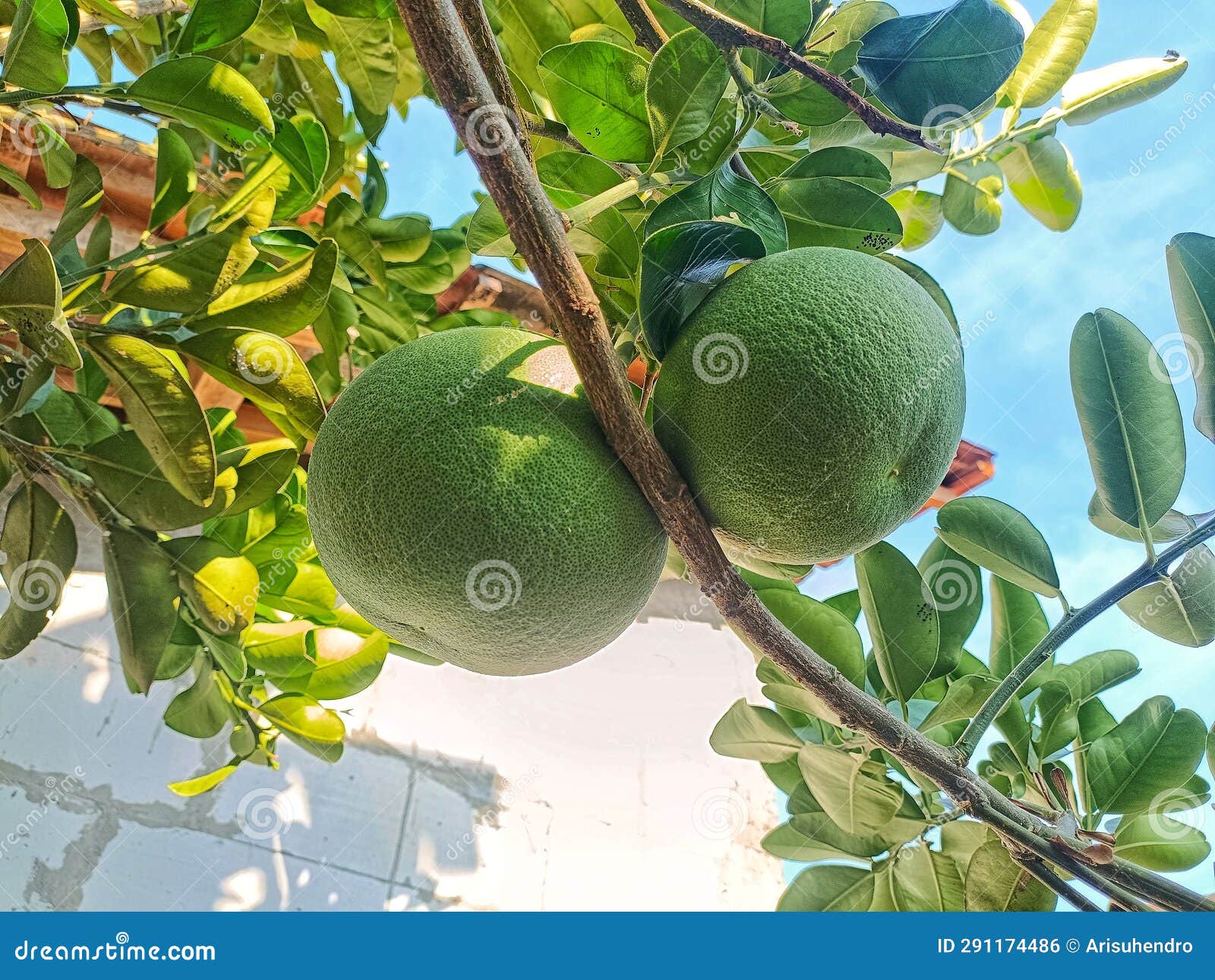 The Fruit is Called Pomelo, the Fruit is Still on the Tree Stock Photo ...