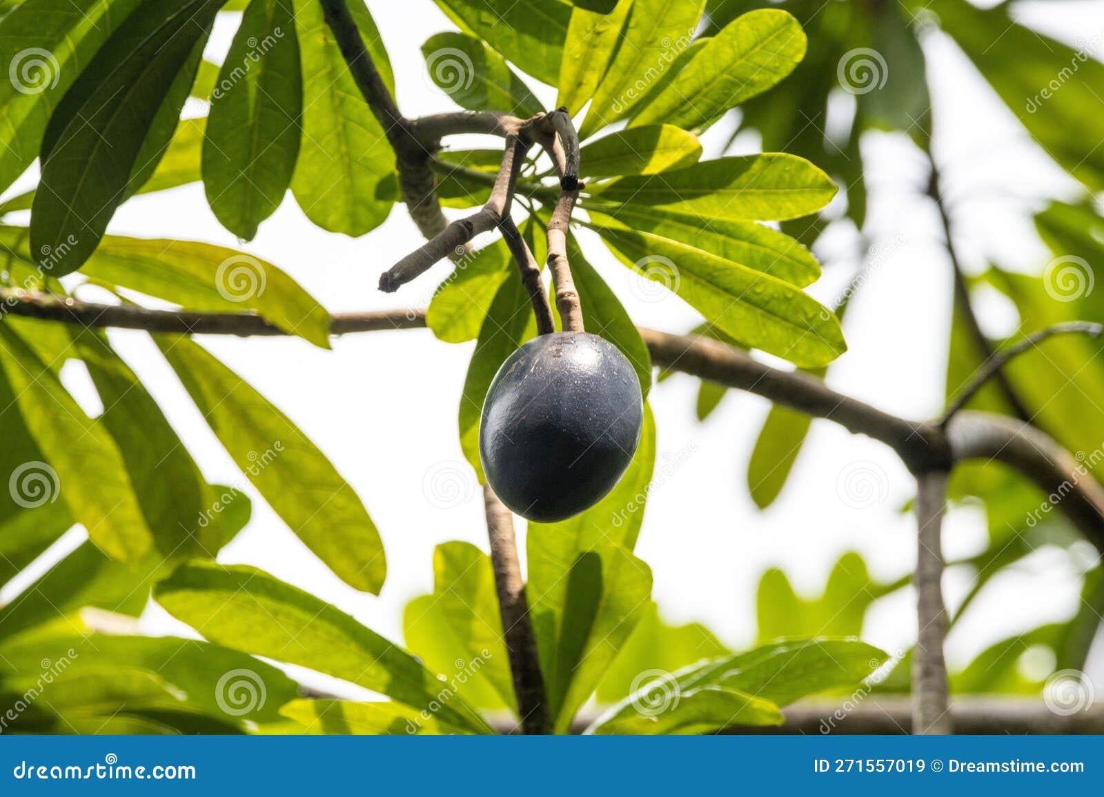 Fruit of a Cassowary Plum, Cerbera Floribunda Stock Image - Image of ...