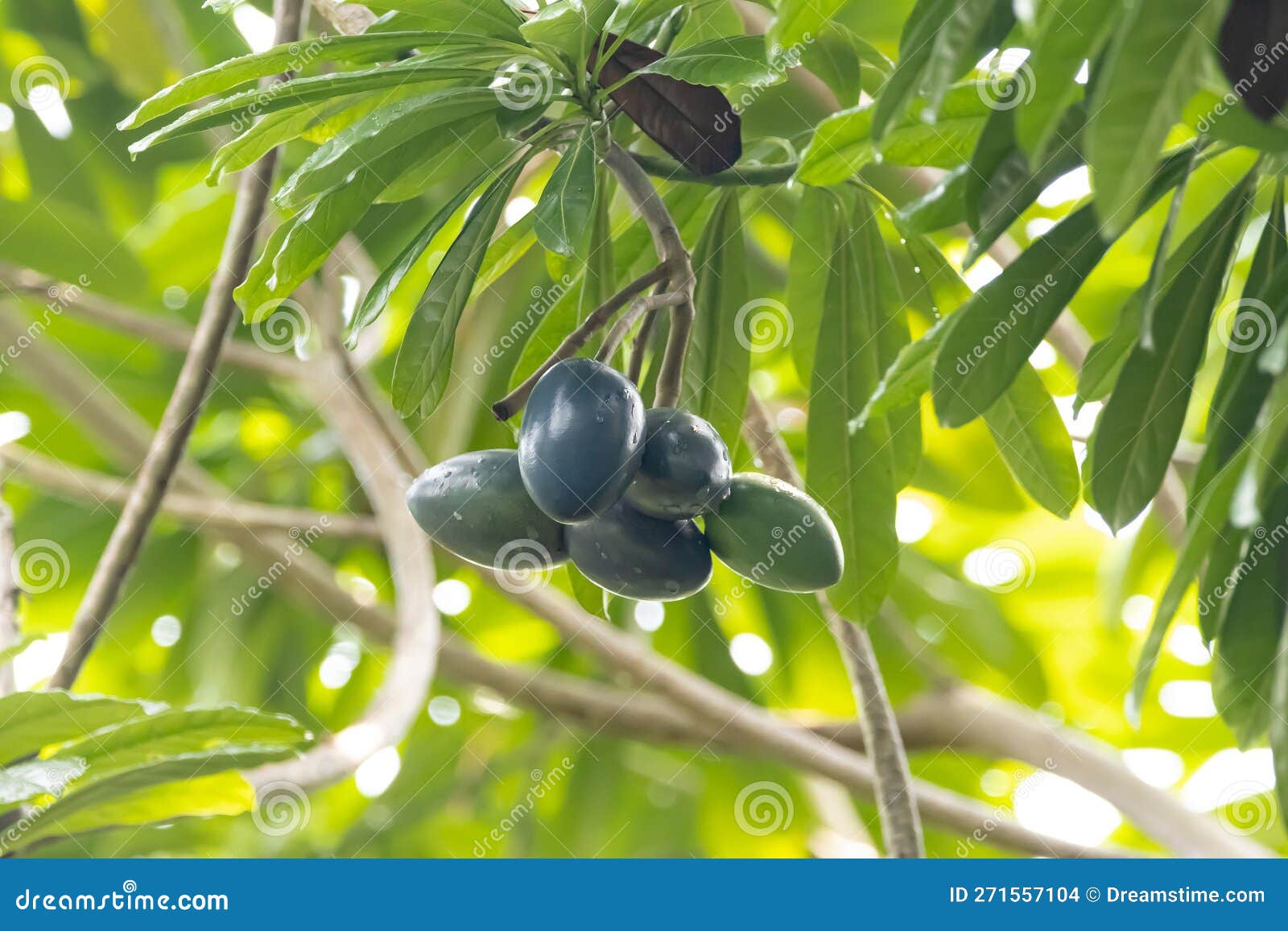 Fruit of a Cassowary Plum, Cerbera Floribunda Stock Photo - Image of ...