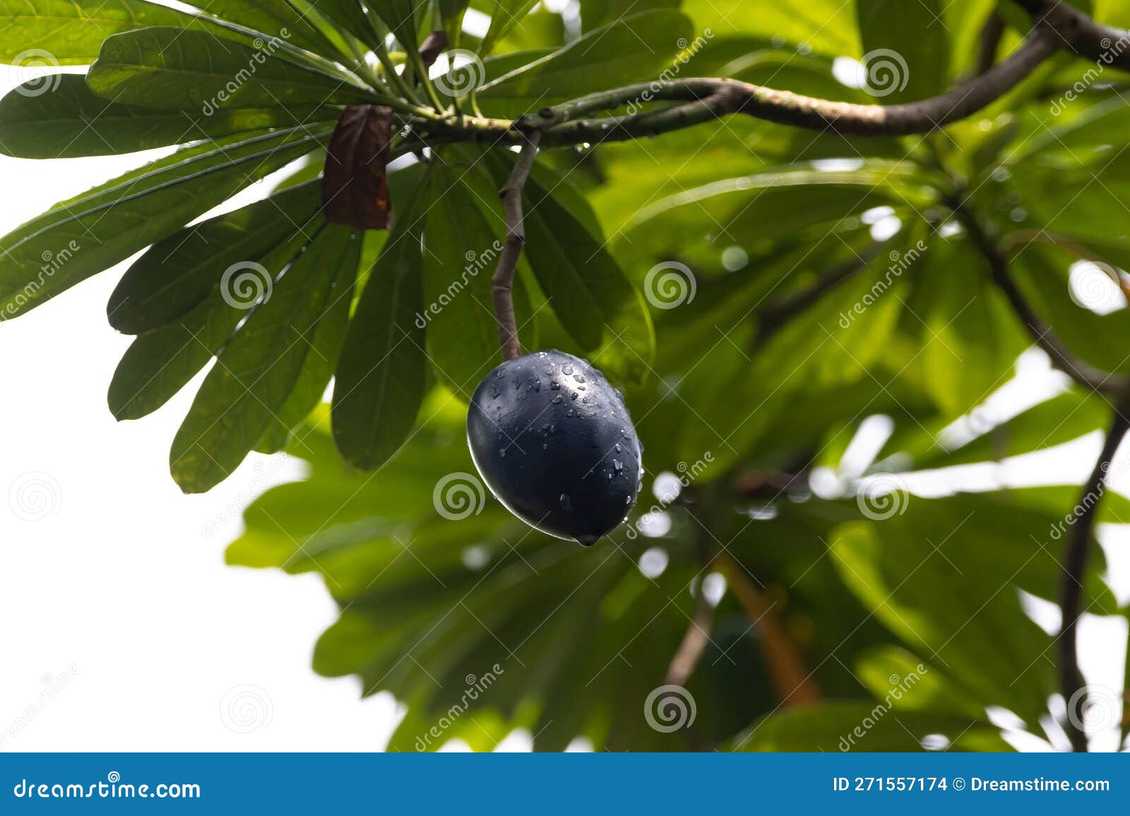 Fruit of a Cassowary Plum, Cerbera Floribunda Stock Photo - Image of ...