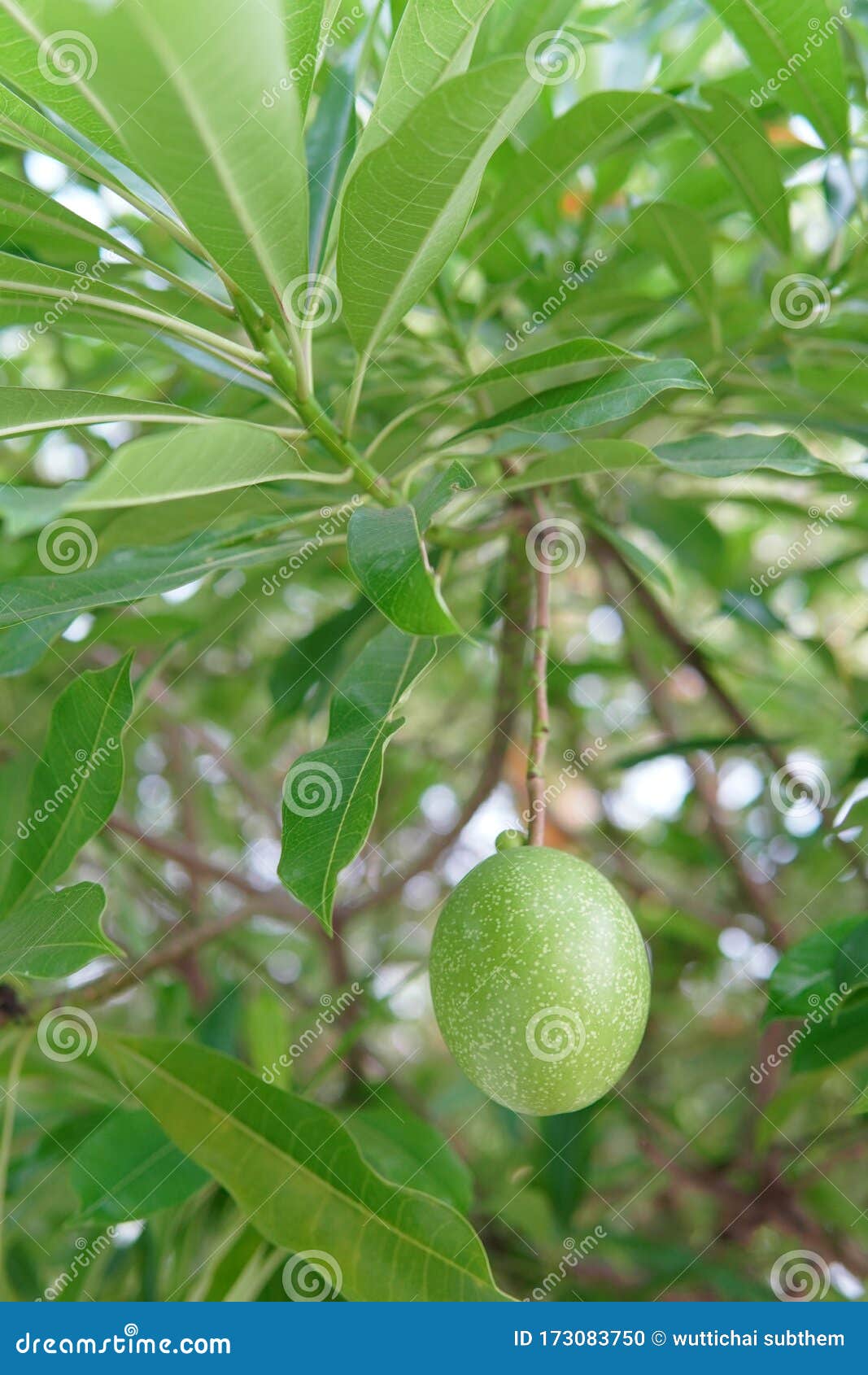 The Fruit of the Cerbera Odollam Tree and the Leaves of the Cerbera ...