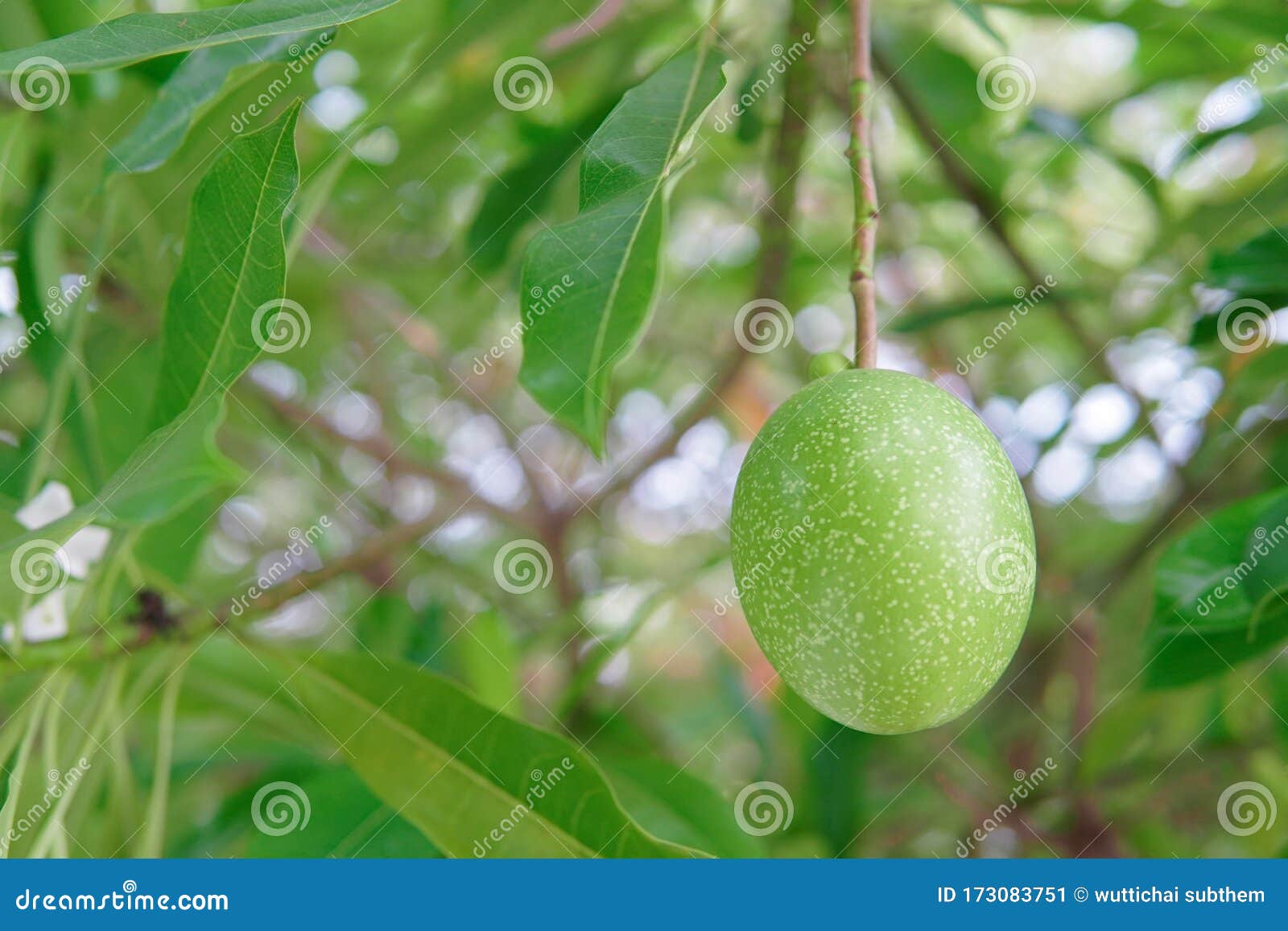 The Fruit of the Cerbera Odollam Tree and the Leaves of the Cerbera ...