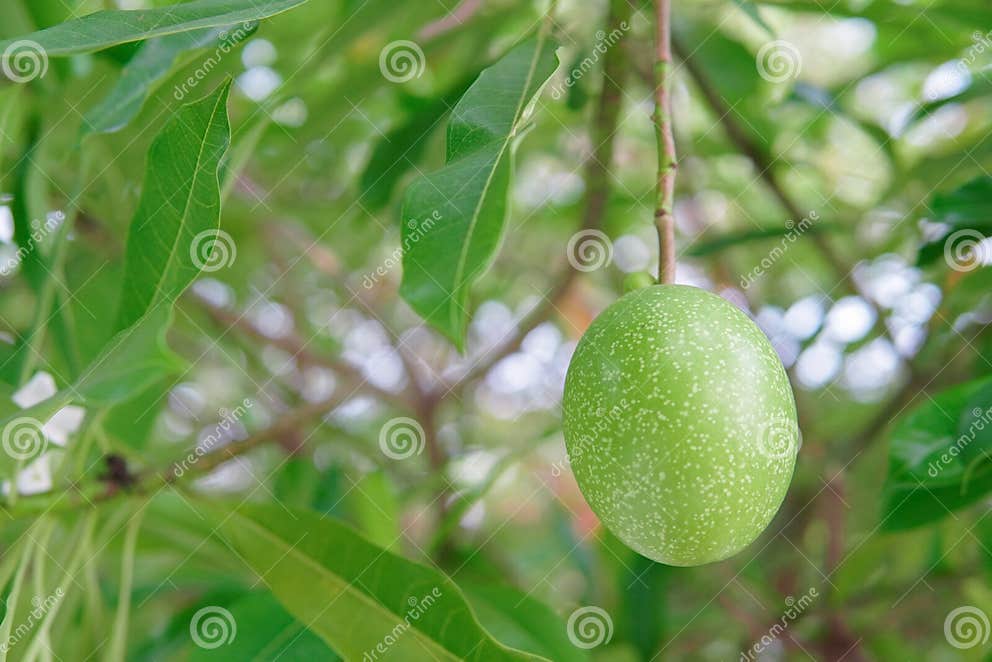 The Fruit of the Cerbera Odollam Tree and the Leaves of the Cerbera ...