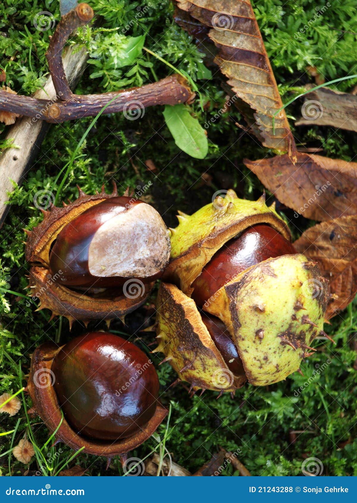 Fruit of the chestnut stock photo. Image of chestnut - 21243288
