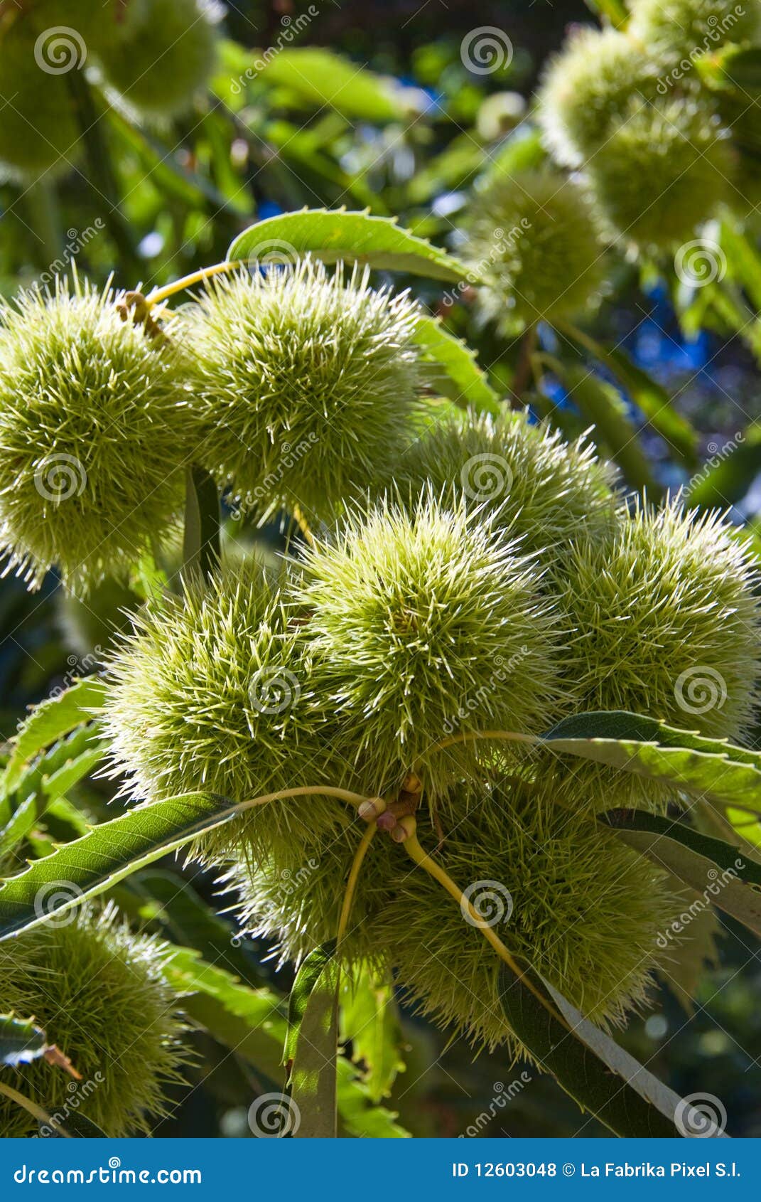 Fruit of the Chestnut tree stock photo. Image of aesculus - 12603048