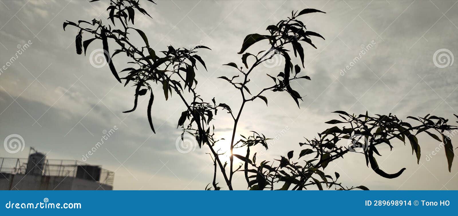 Fruit Chilli Tree in the Morning Sun Stock Photo - Image of morning ...