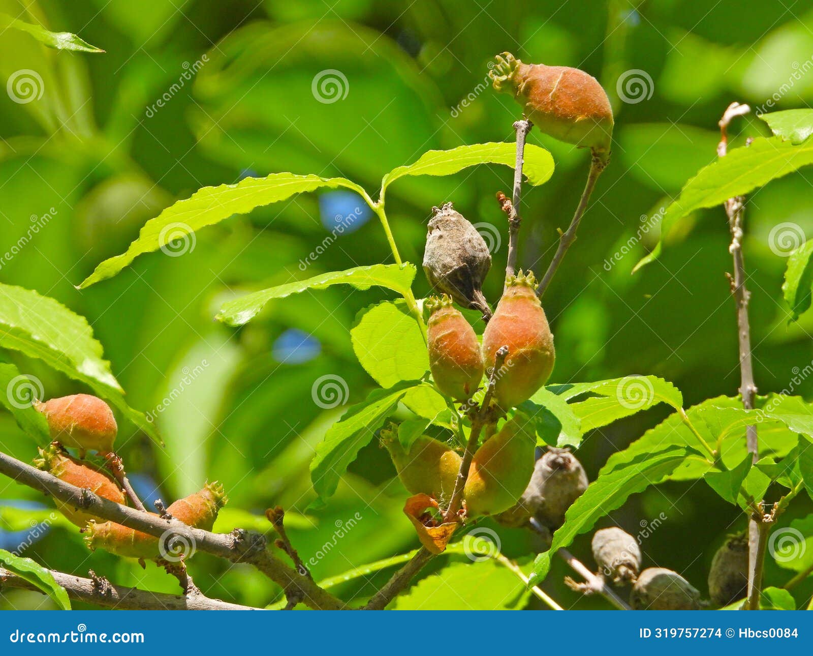 The Fruit of Chimonanthus Praecox Stock Photo - Image of eastern ...