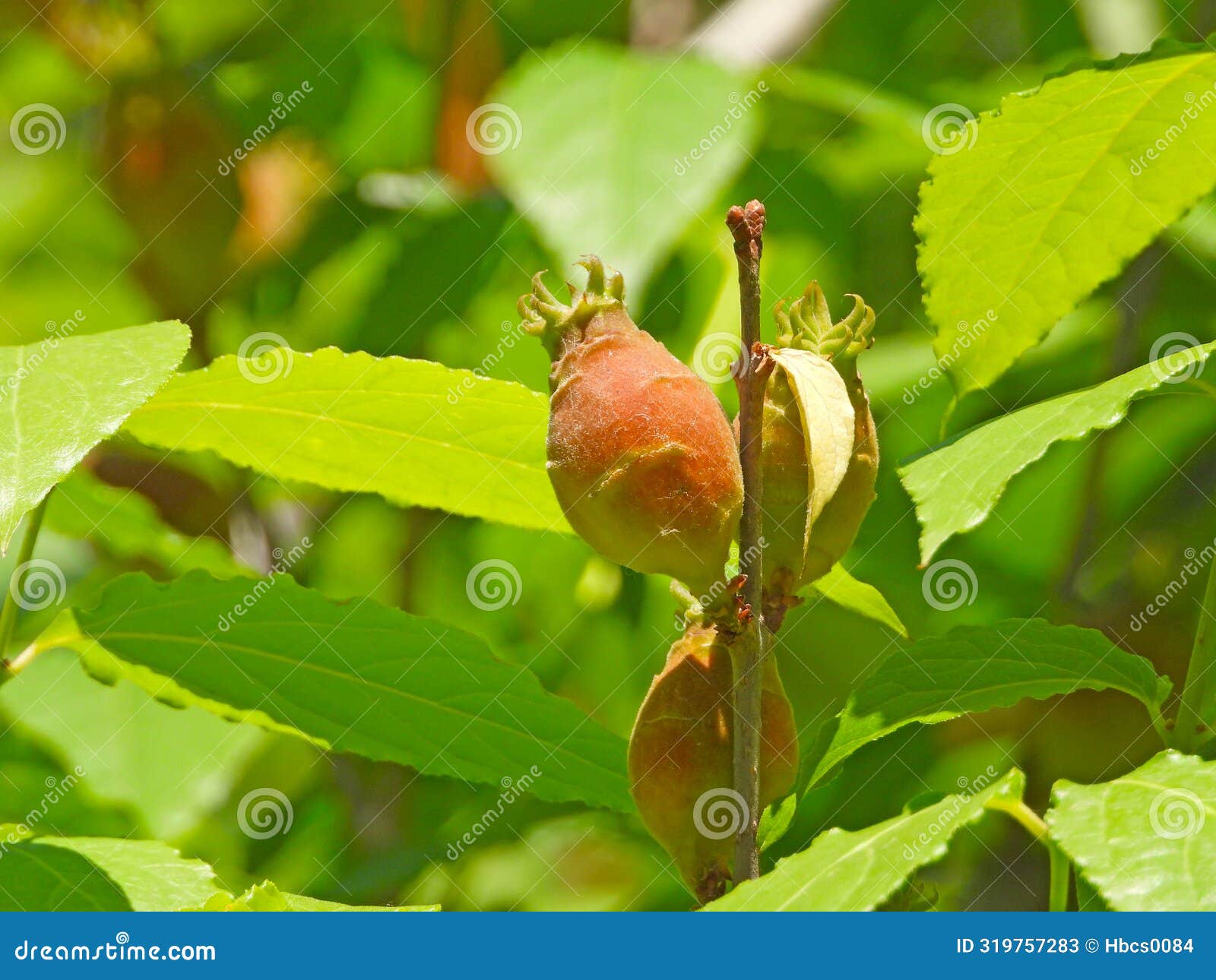 The Fruit of Chimonanthus Praecox Stock Image - Image of daba, acidic ...