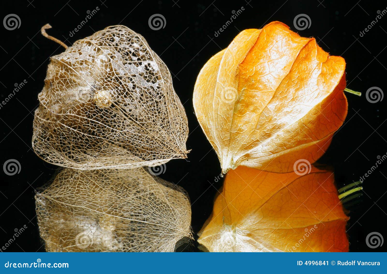 Fruit chinois de lanterne image stock. Image du lanternes - 4996841