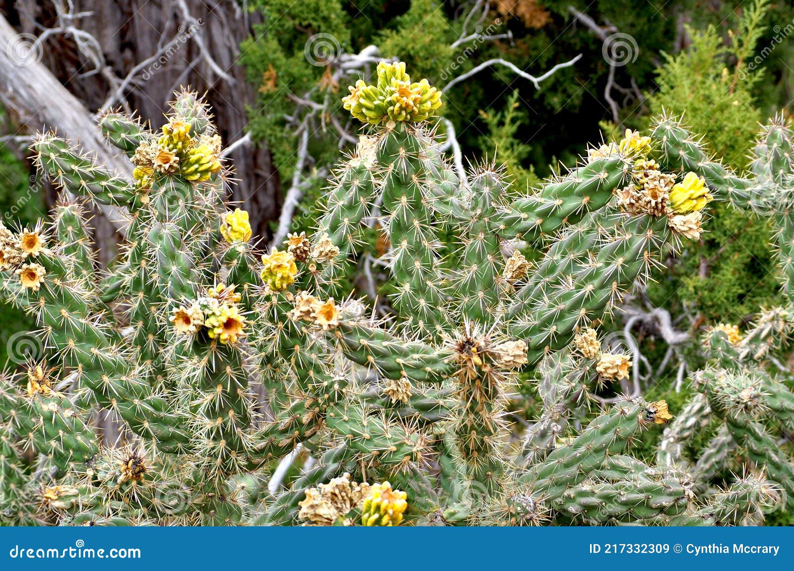 Fruit on Desert Cholla Cactus Stock Image - Image of desert, blooms ...
