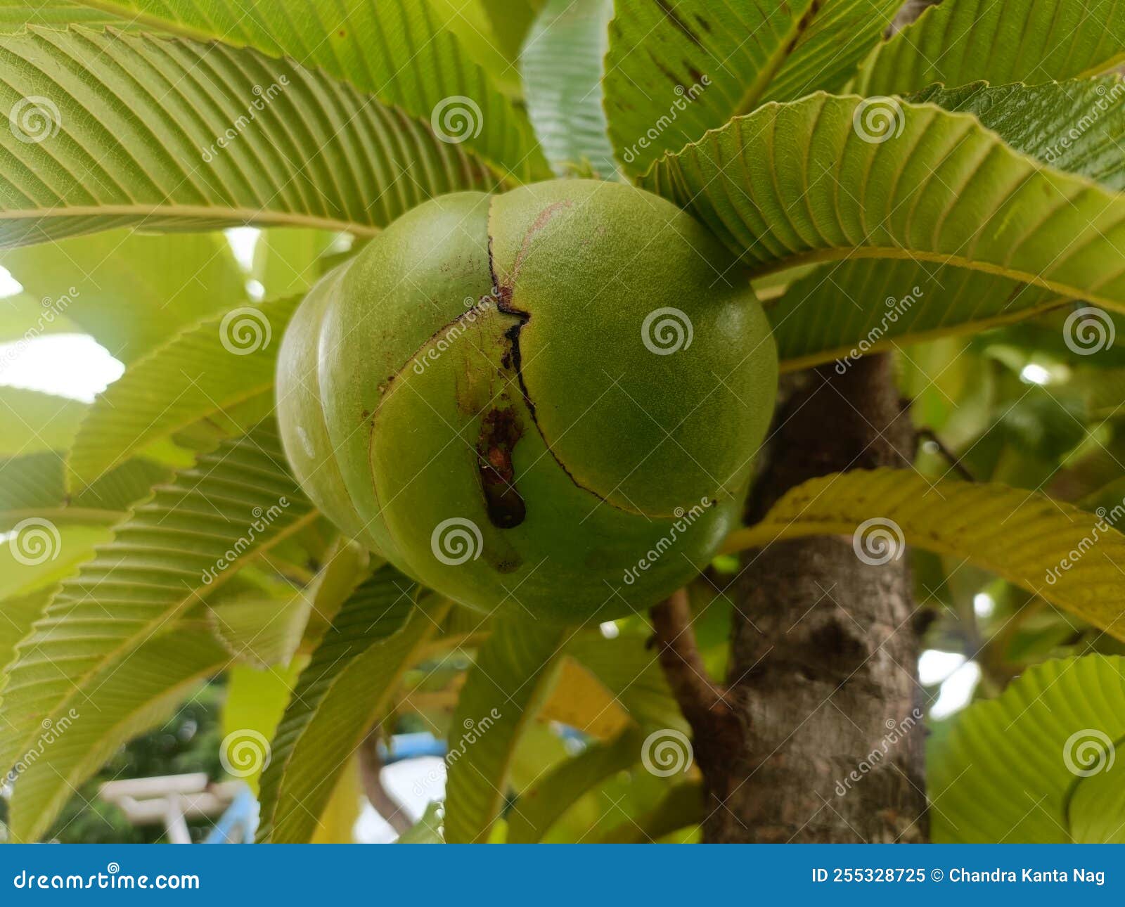 Fruit Chulta Stock Photos - Free & Royalty-Free Stock Photos from ...