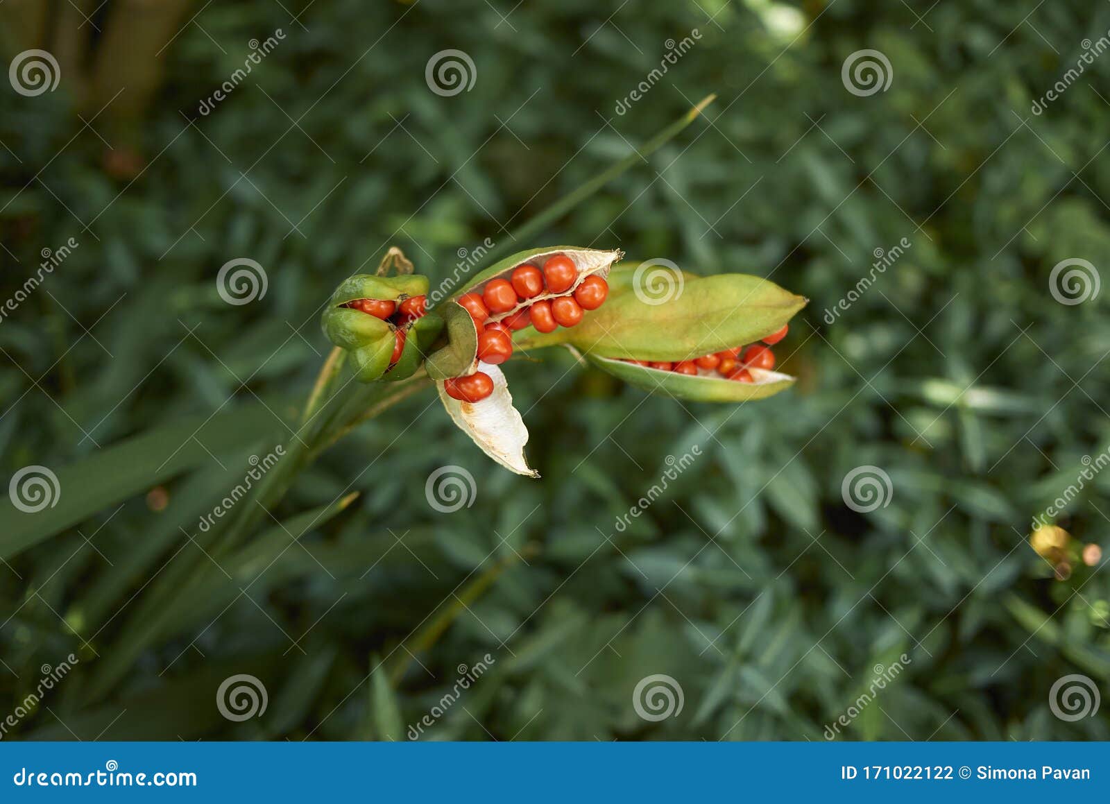 Fruit Close Up of Iris Foetidissima Stock Photo - Image of flora, plant ...