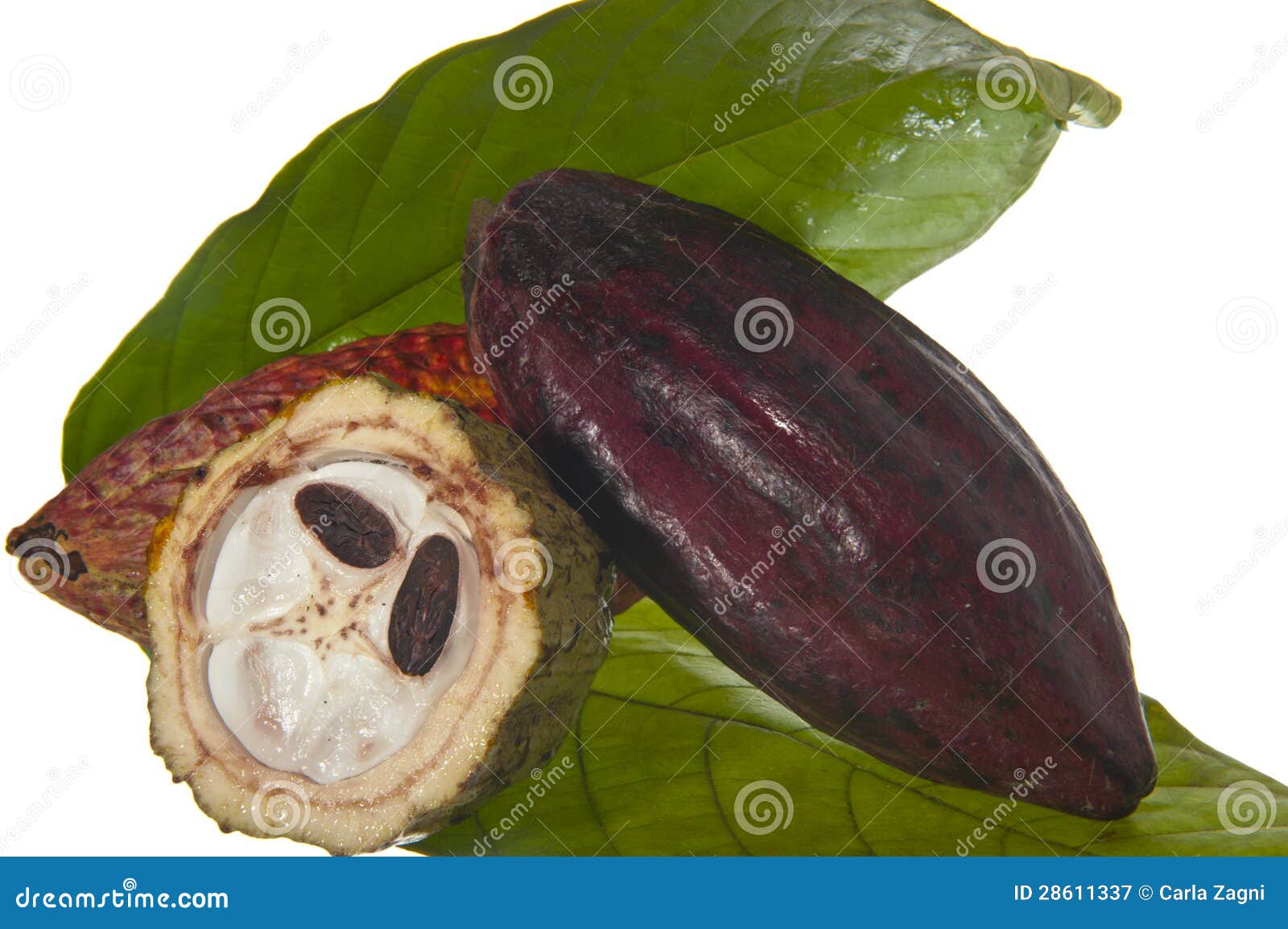 A Cocoa Pod On A Tree Royalty-Free Stock Photography | CartoonDealer ...