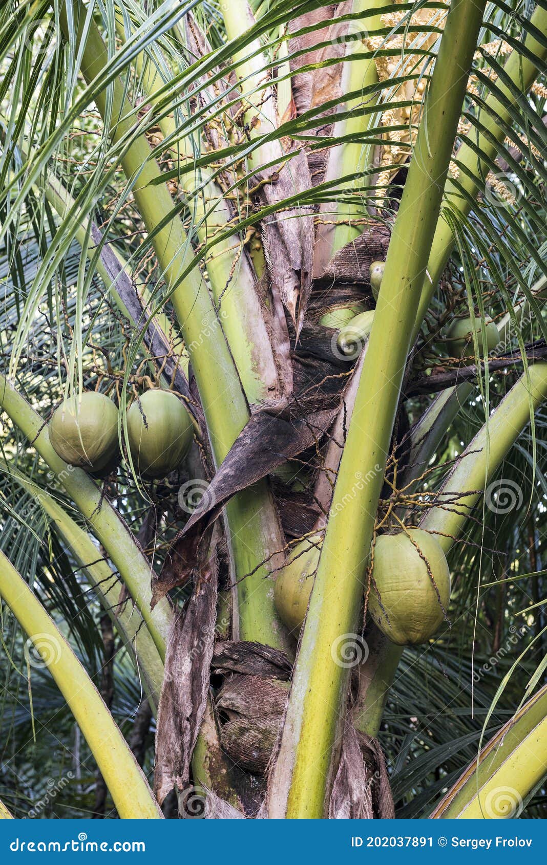 The Fruit of the Coconut Palm in Thailand Tropics Stock Image - Image ...