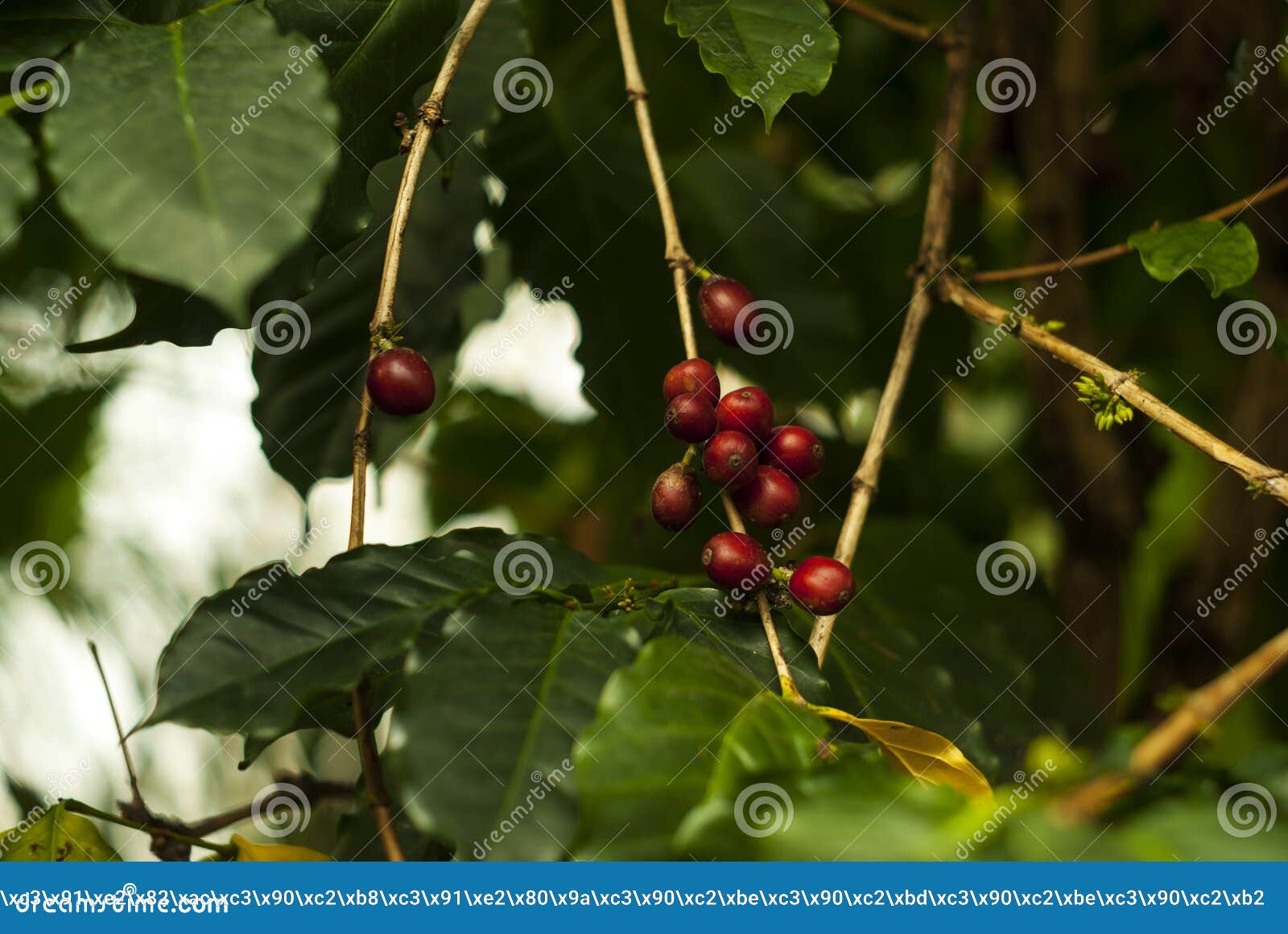 Fruit Coffee Berries on a Coffee Tree Stock Photo - Image of canephora ...