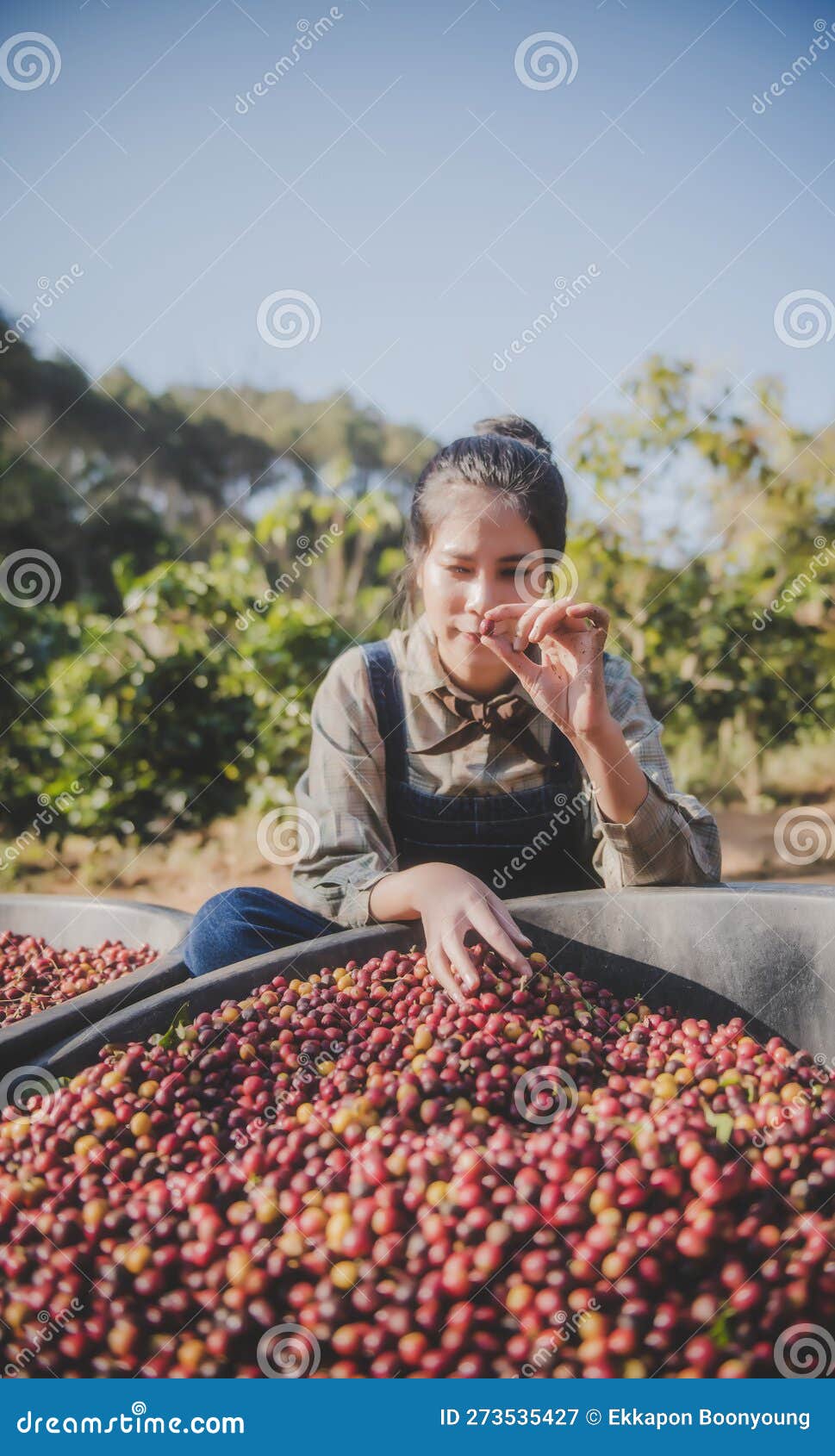 Fruit, Coffee and Fresh Coffee Beans, Coffee, Berries in Fermentation and Washing, Wet ...