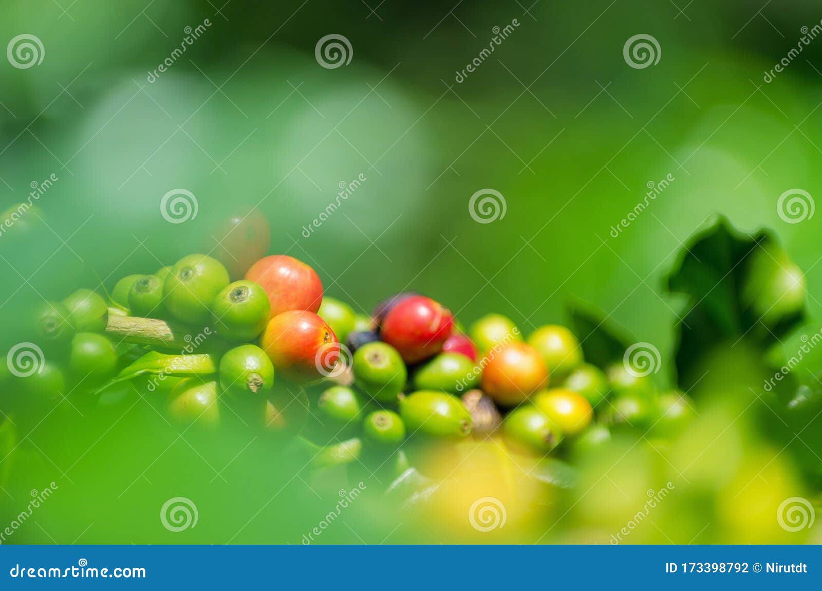 Fruit coffee stock photo. Image of bush, organic, white - 173398792