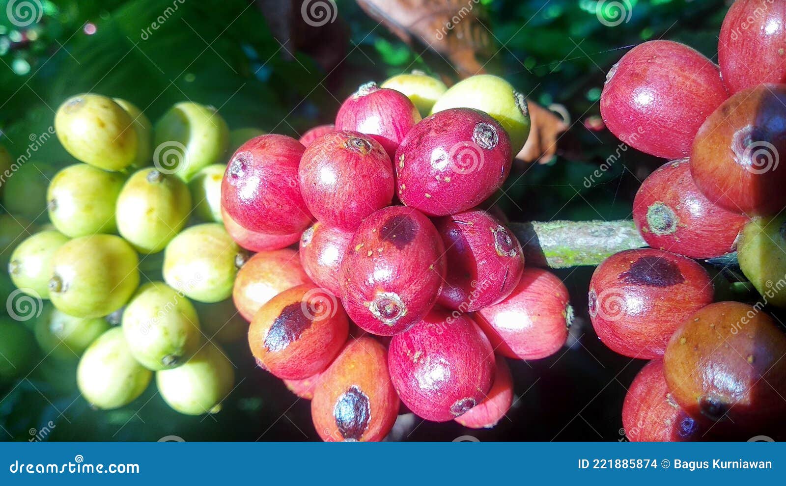 Fruit from Coffee Trees that are Too Ripe and Some are Still Young ...