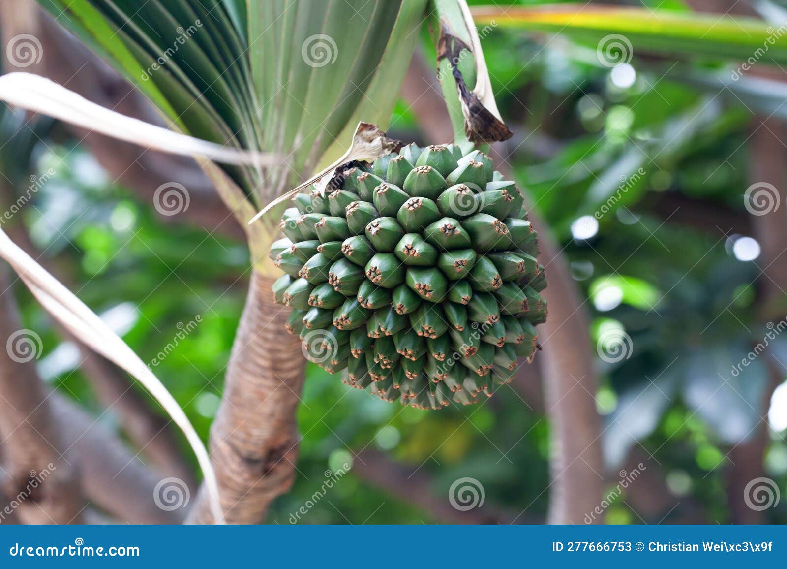Fruit of a Common Screwpine, Pandanus Utilis Stock Image - Image of ...