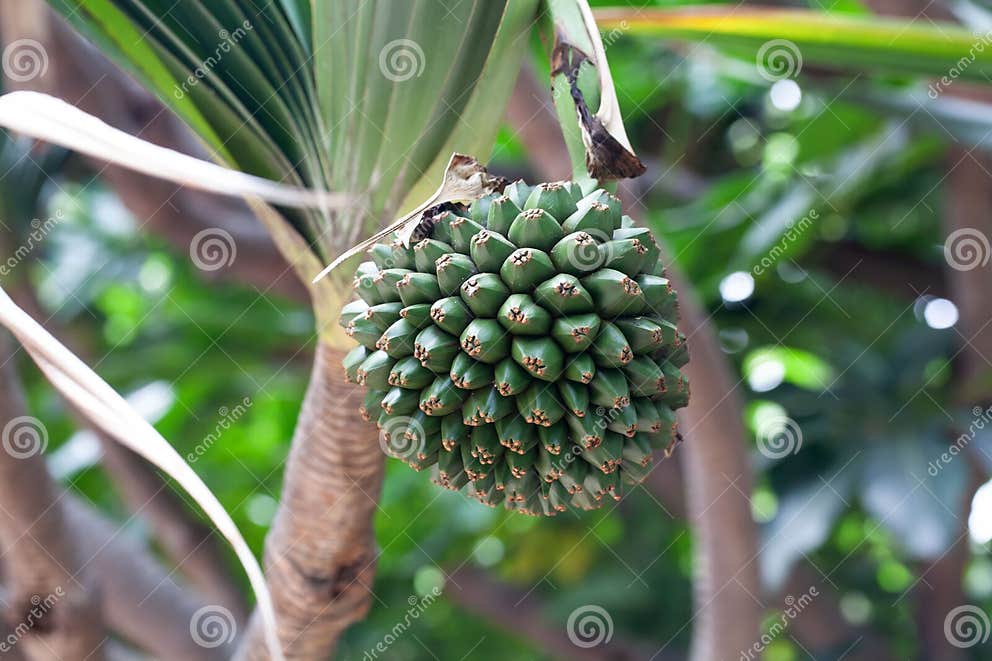 Fruit of a Common Screwpine, Pandanus Utilis Stock Image - Image of ...