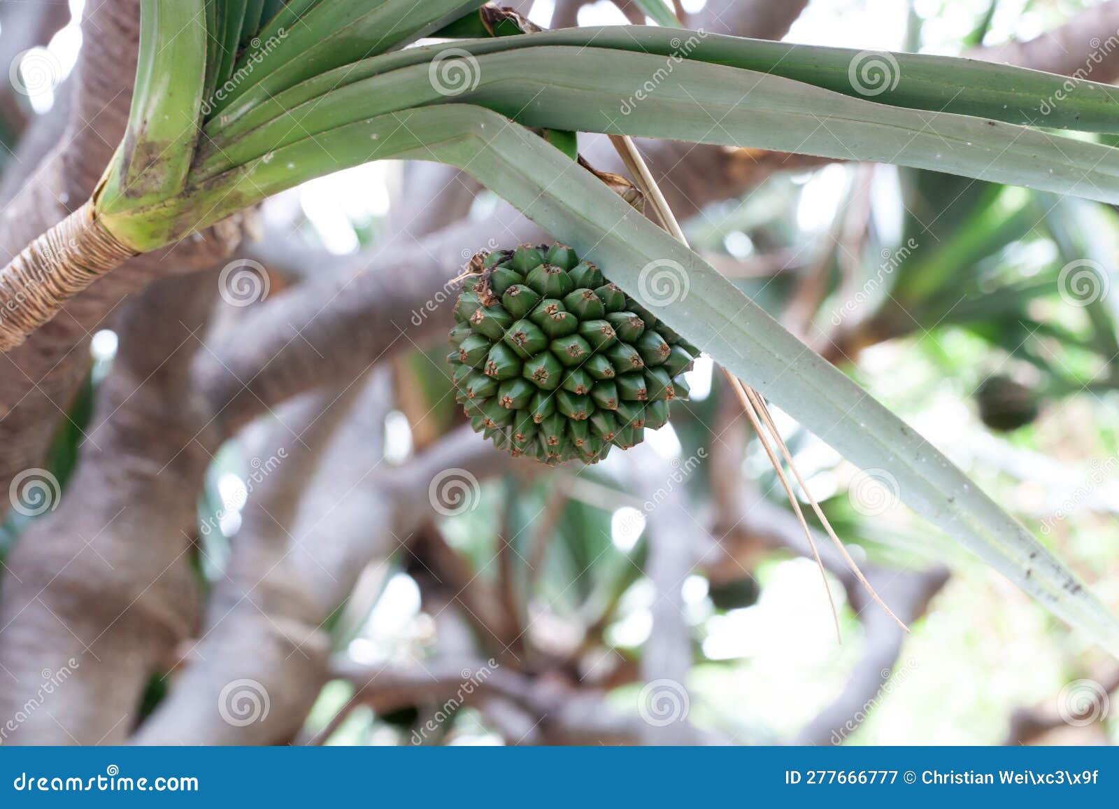 Fruit of a Common Screwpine, Pandanus Utilis Stock Image - Image of ...