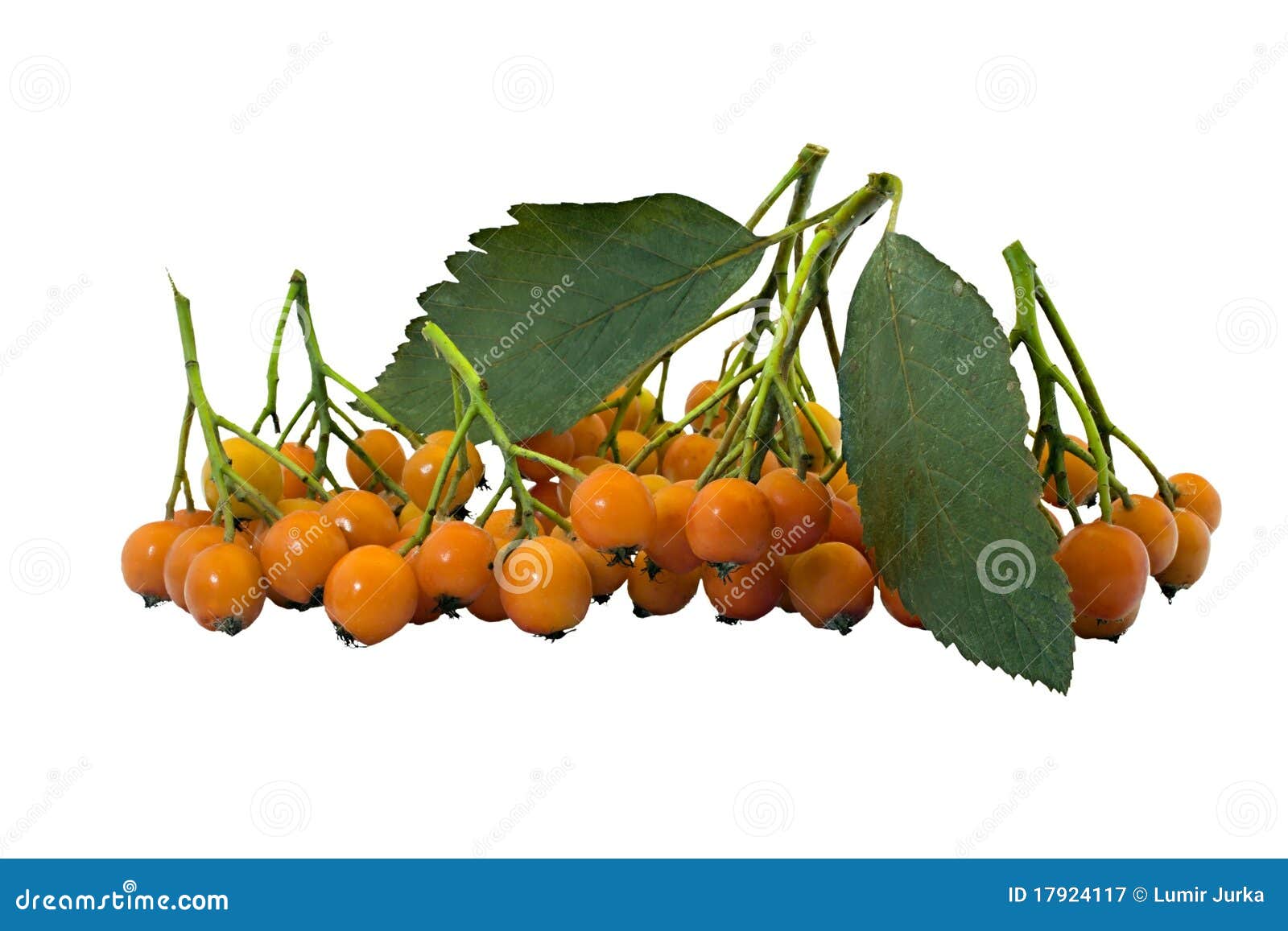 Fruit Common Whitebeam stock image. Image of leaf, whitebeam - 17924117