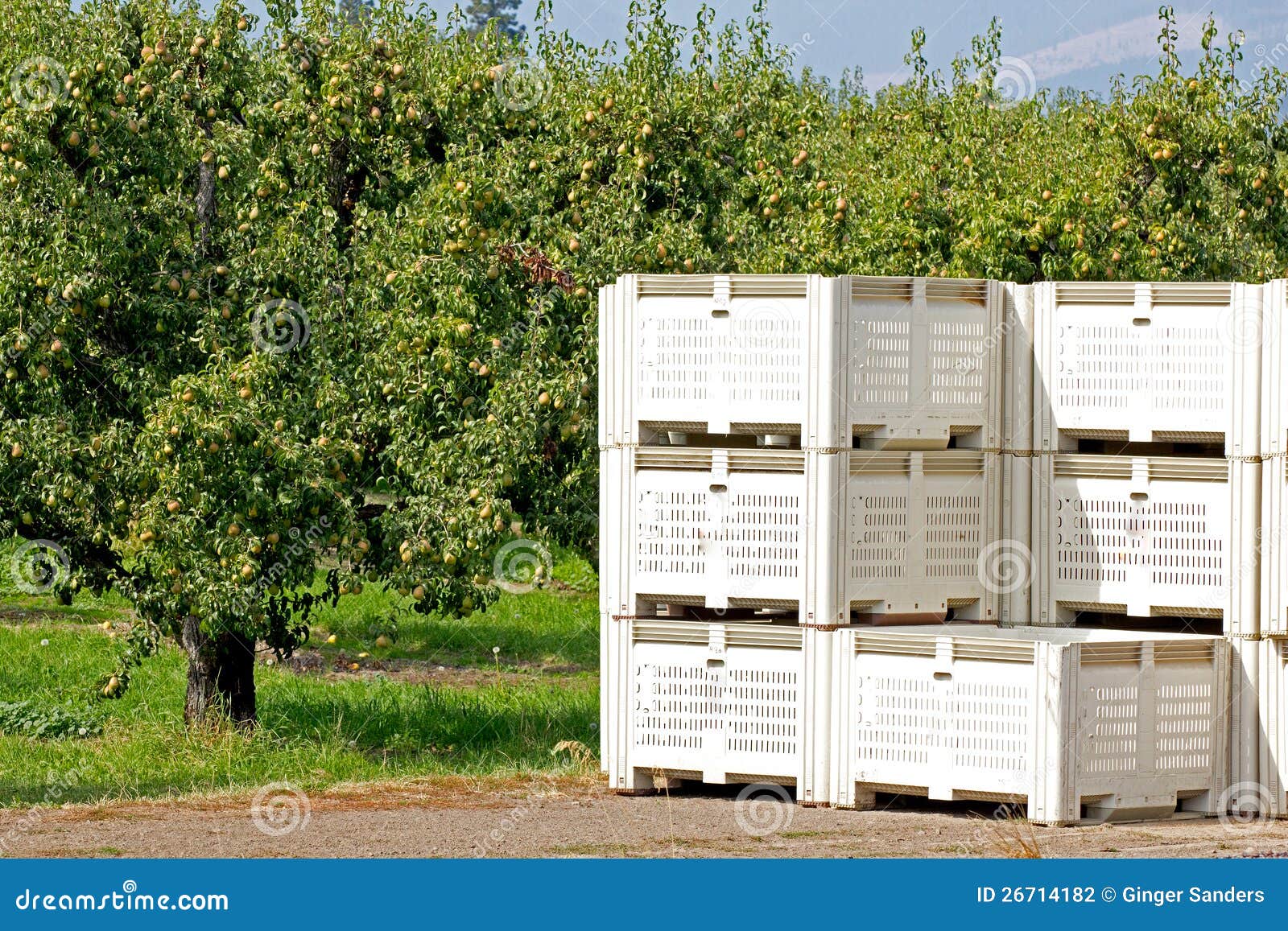 Fruit Crates in Orchard stock photo. Image of trees, industry - 26714182
