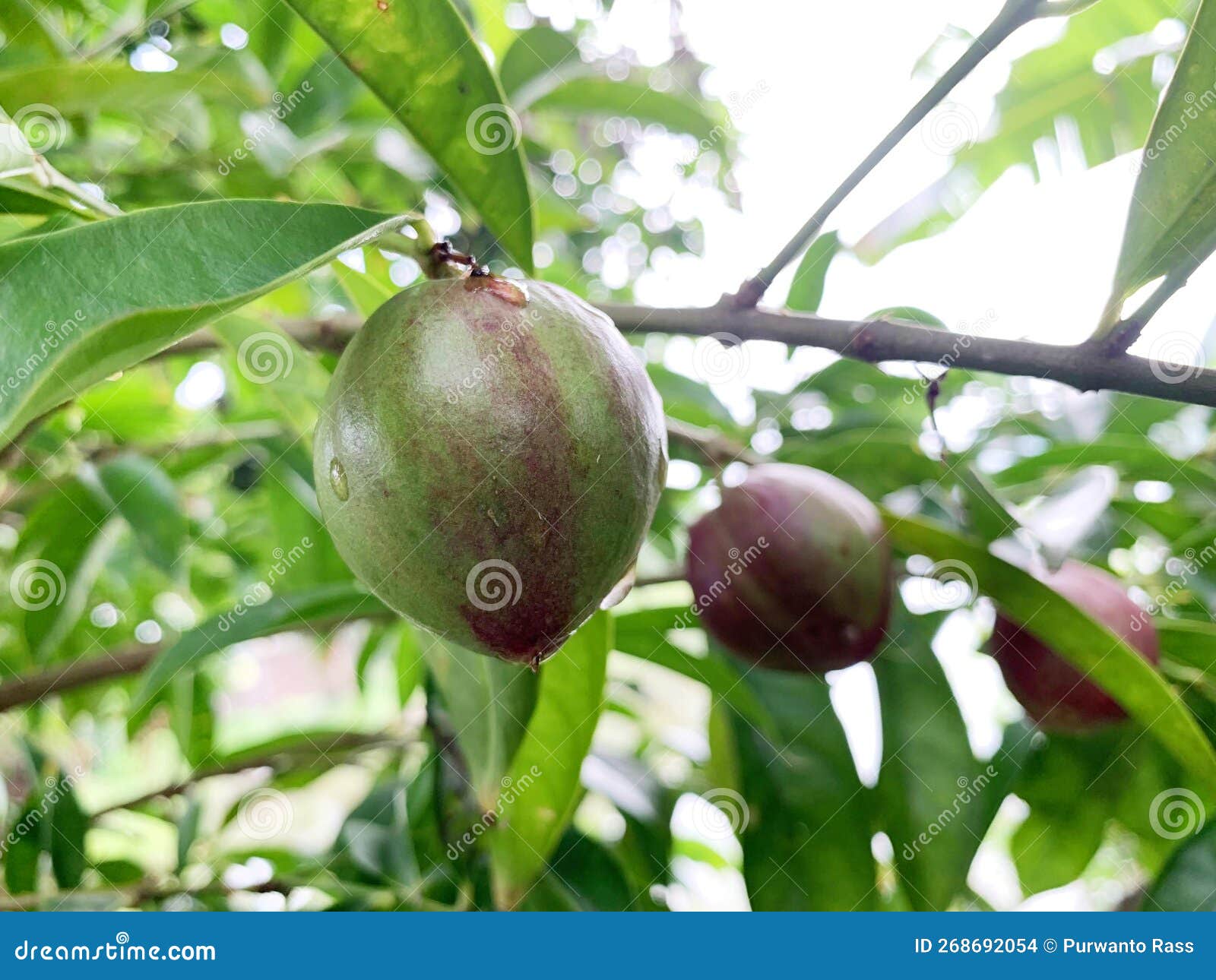 The Fruit of the Crown of the God Stock Photo - Image of fruit, green ...