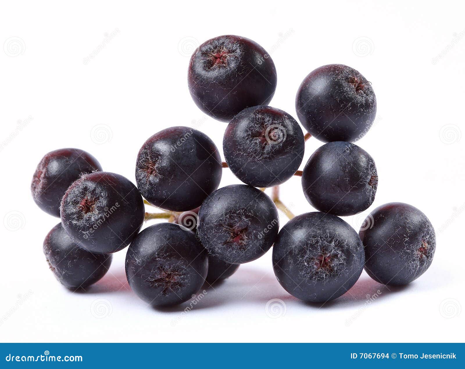 Fruit D'Aronia Sur Le Fond Blanc Photo stock - Image du vivacité ...