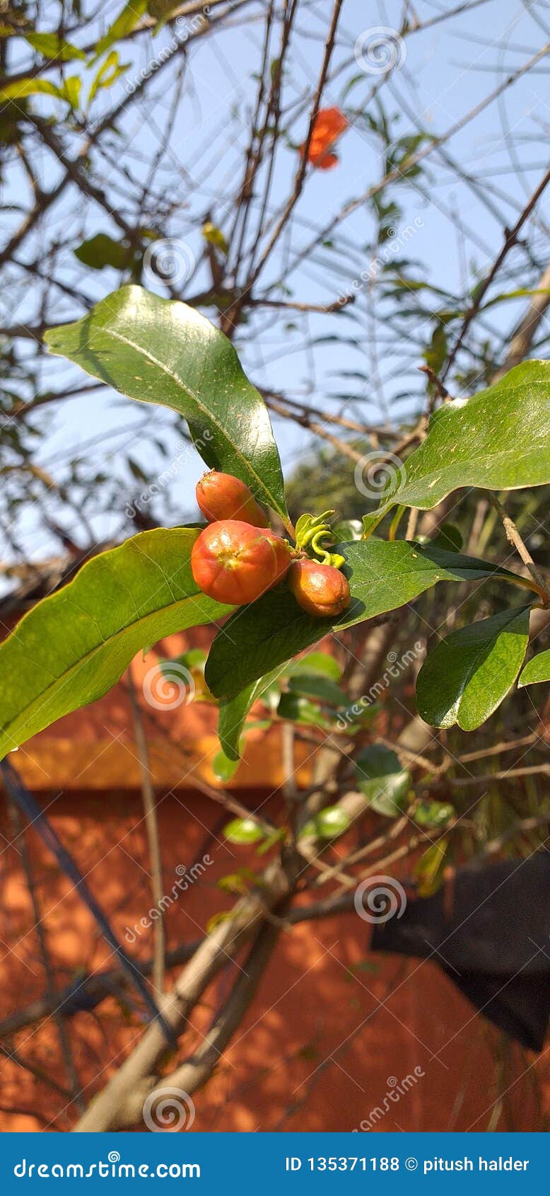 Fruit stock photo. Image of dalim, fruit, tree, nature - 135371188