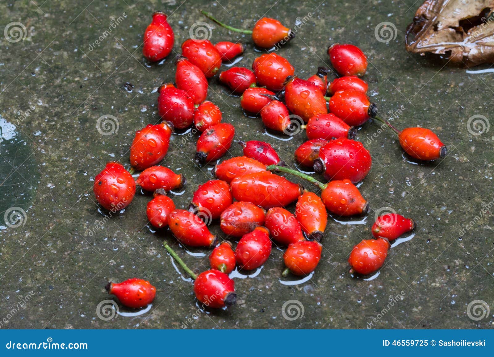 Fruit De Baie D'aubépine Rouge Photo stock - Image: 46559725