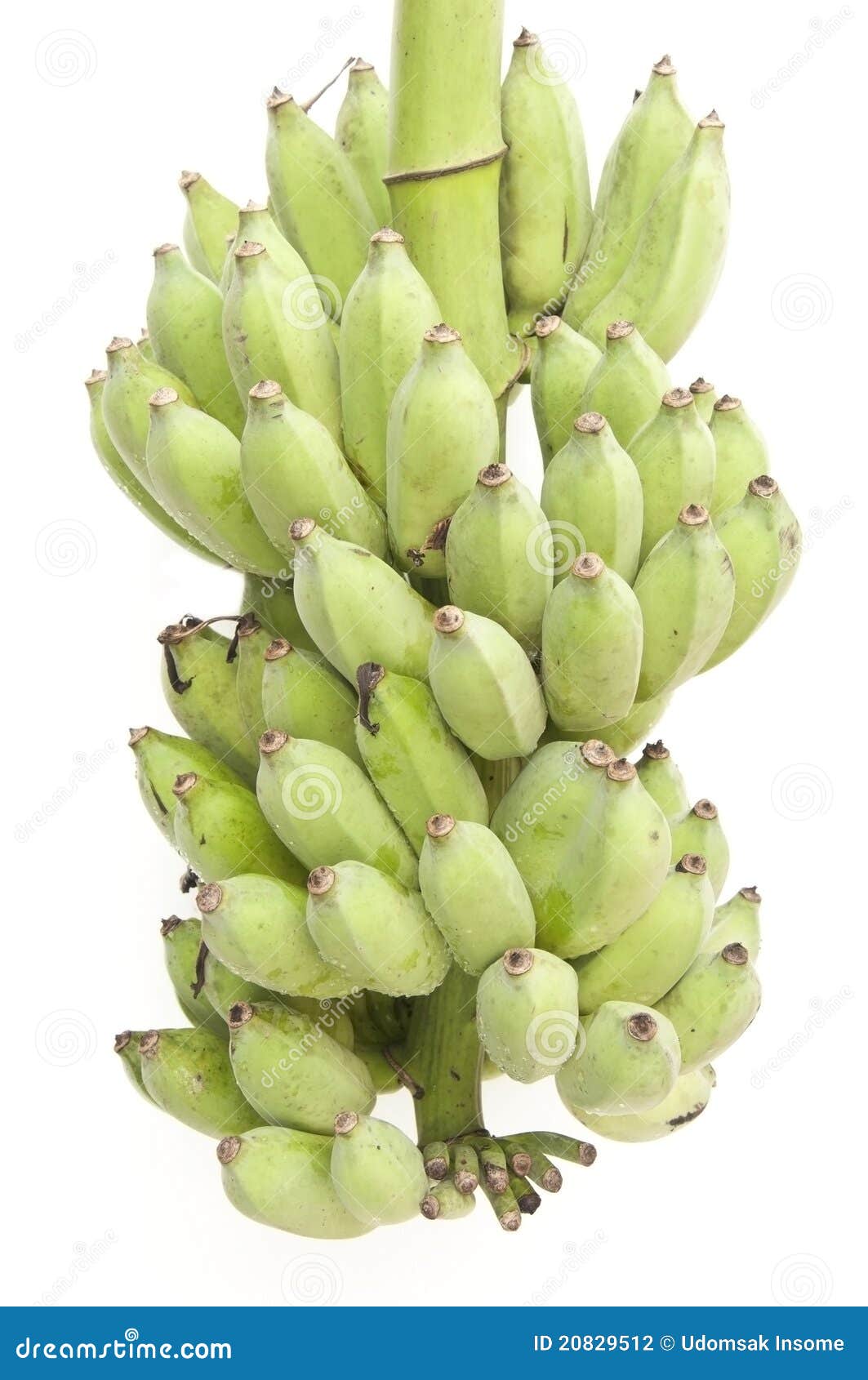 Fruit De Banane De Couleur Verte Photo stock - Image du beau, objet ...