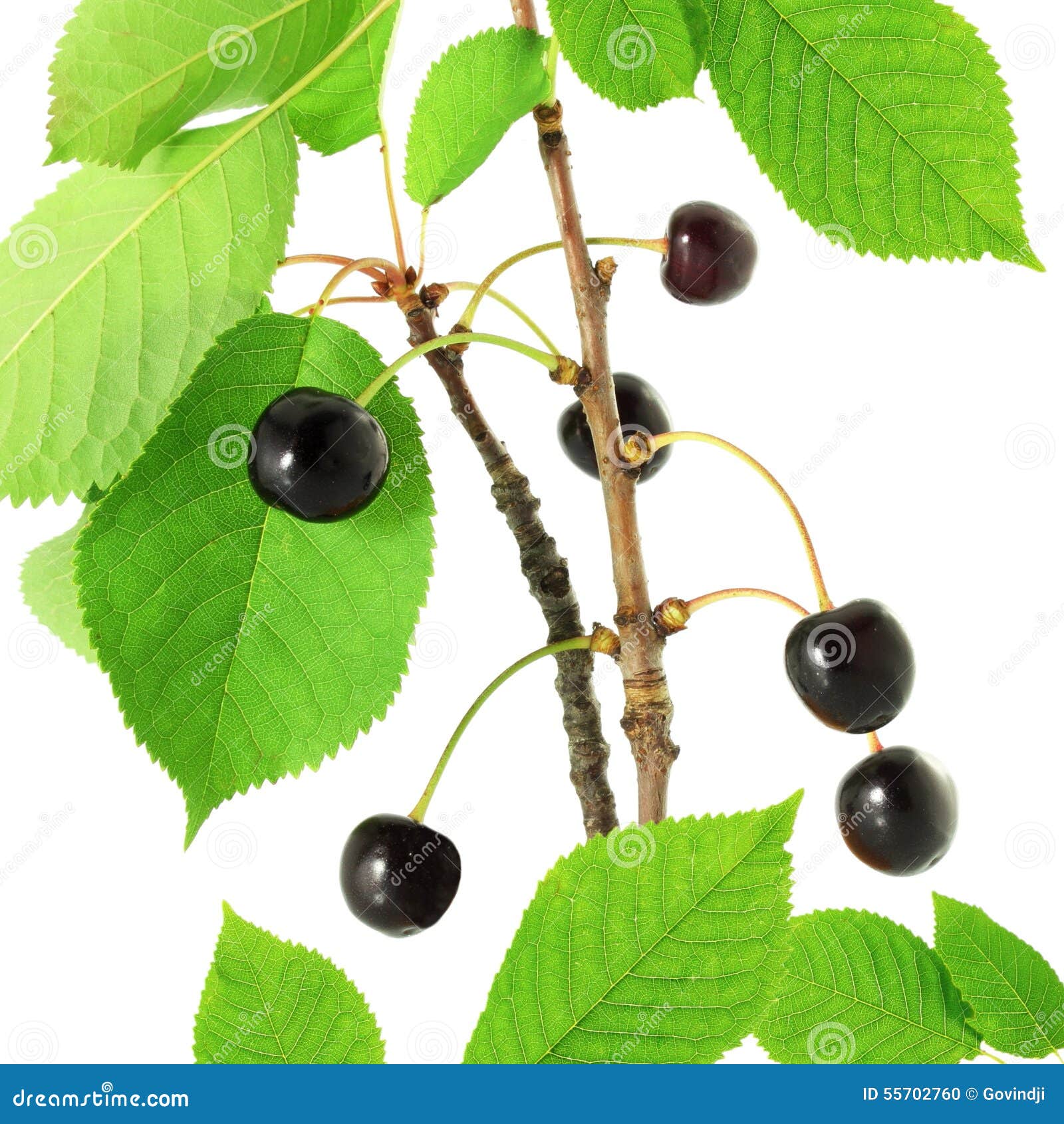 Fruit De Cerise Sur L'arbre Photo stock - Image du culture, fond: 55702760