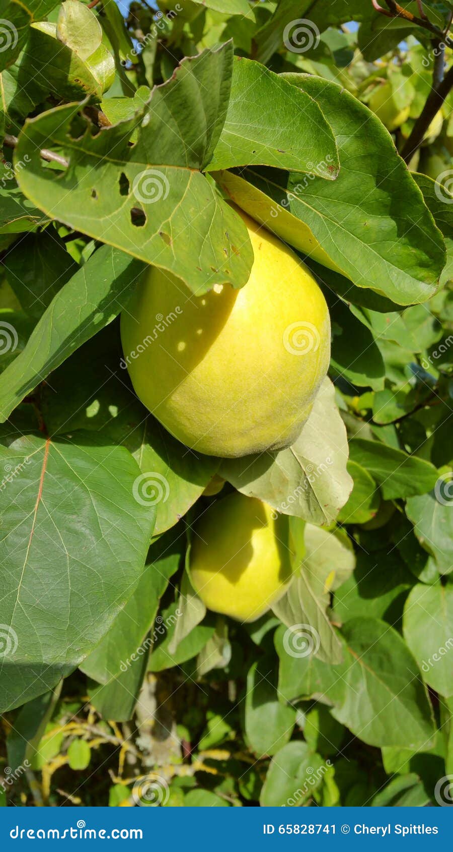Fruit de coing image stock. Image du jaune, entouré, coings - 65828741