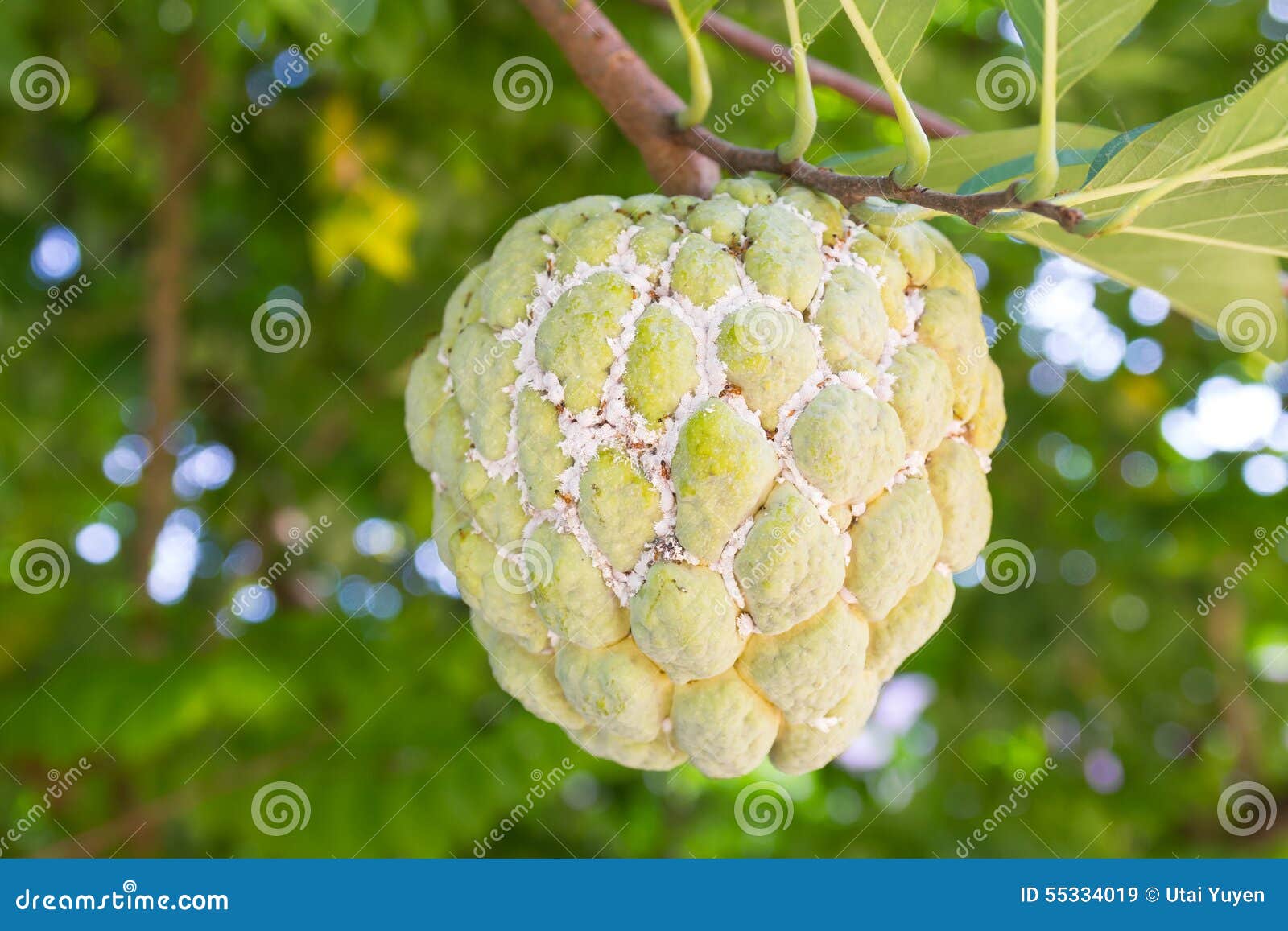 Fruit De Corossol Avec Des Mealybugs Image stock - Image du aphis ...