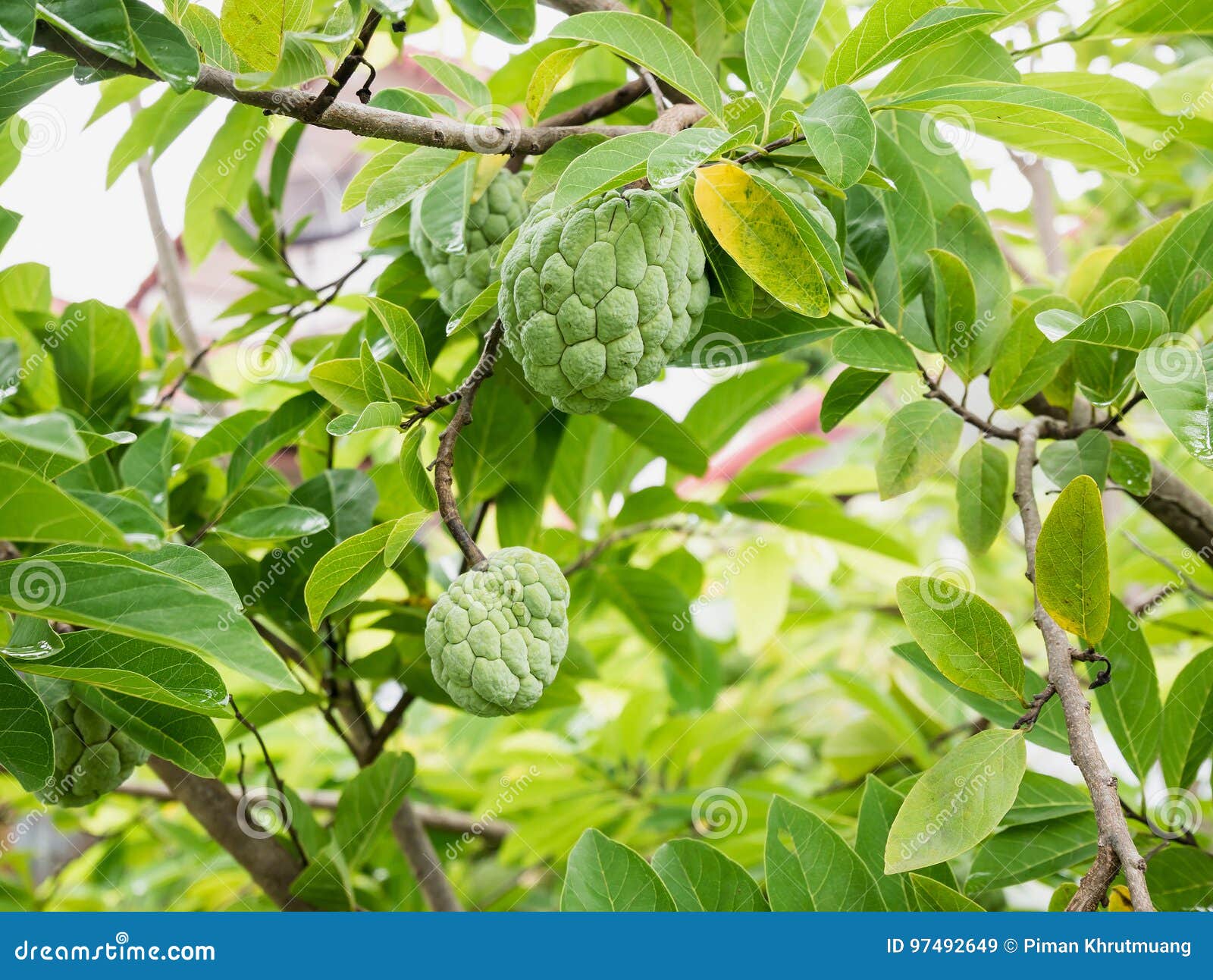 Fruit De Corossol Sur L'arbre Vert Dans Le Jardin Image stock - Image ...