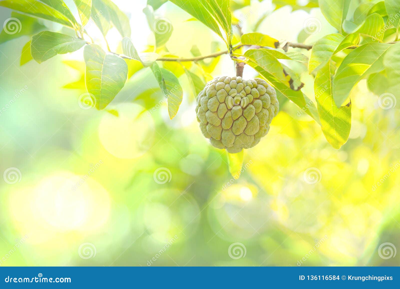 Fruit De Corossol Sur La Branche D'arbre Photo stock - Image du juteux ...