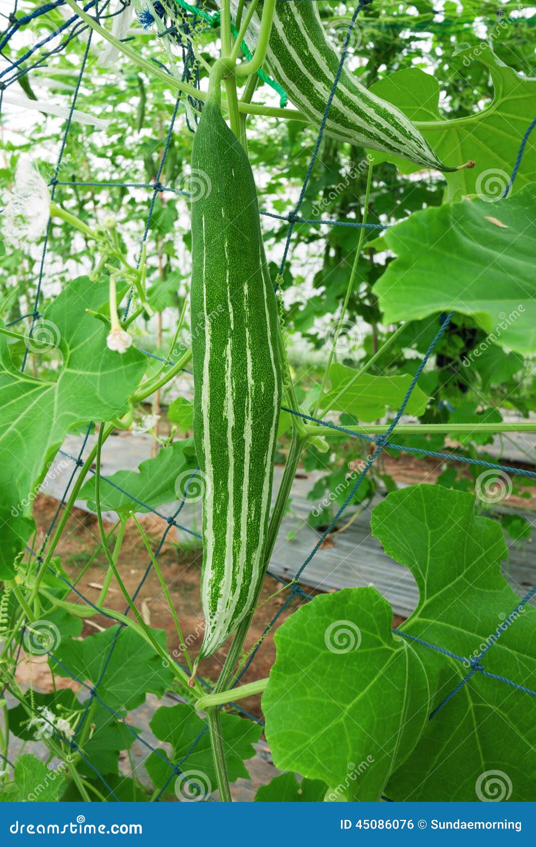 Plante De Courge Serpent