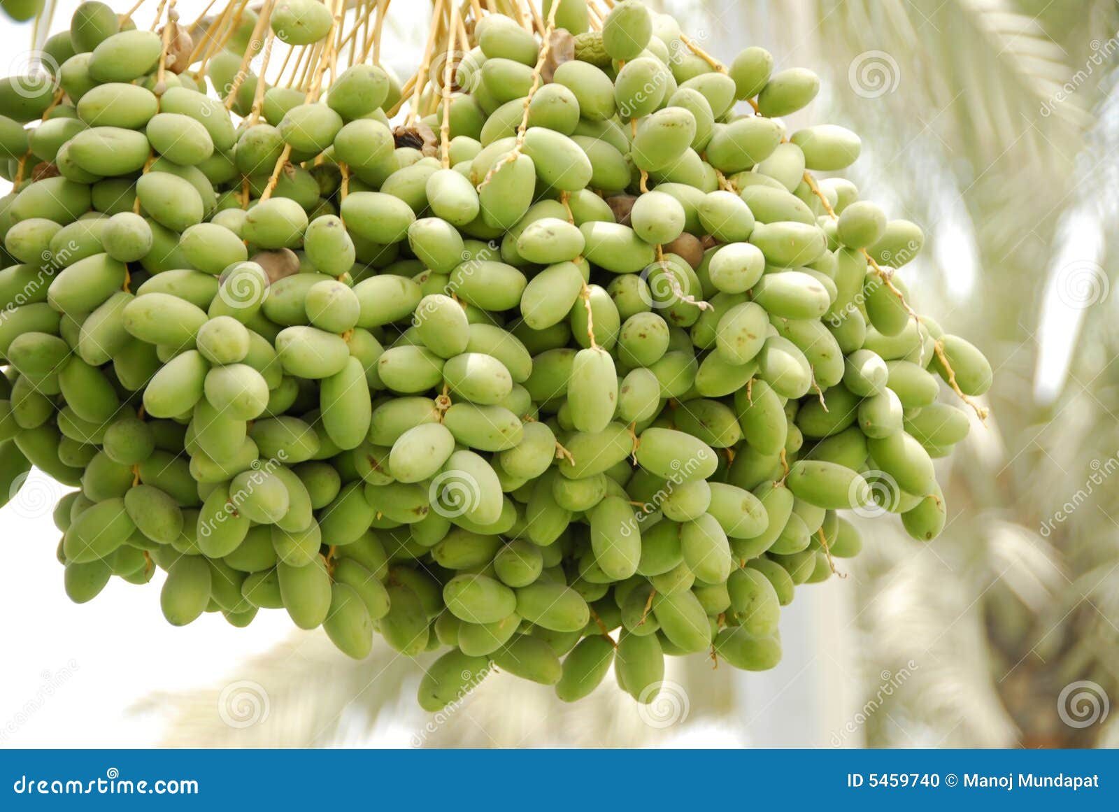 Fruit de dattes photo stock. Image du paume, ferme, dubai - 5459740