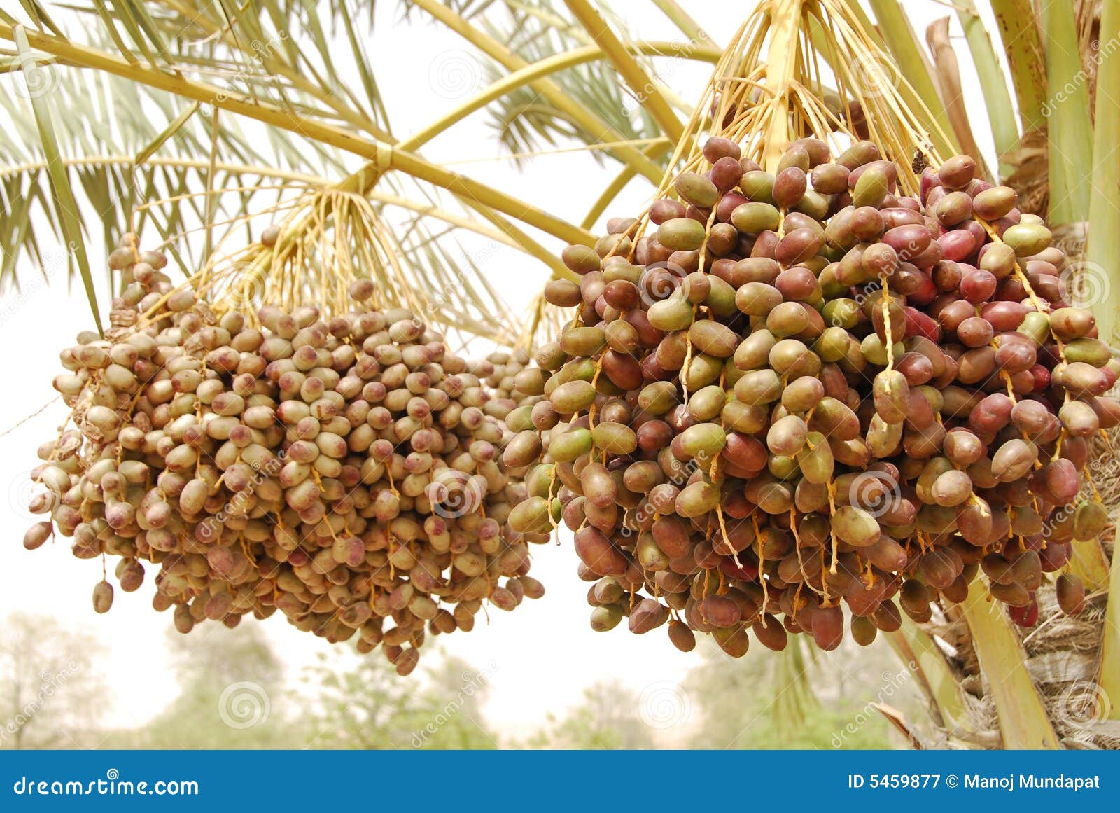 Fruit de dattes image stock. Image du emirats, nourriture - 5459877