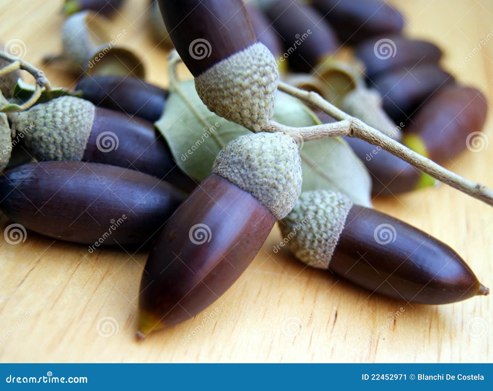 Fruit de gland image stock. Image du détail, centrale - 22452971