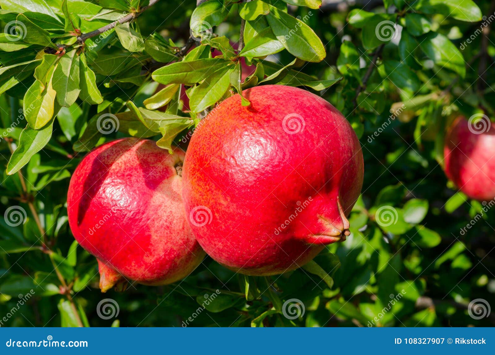 Fruit De Grenade Grenades Sur L'arbre Image stock - Image du normal ...