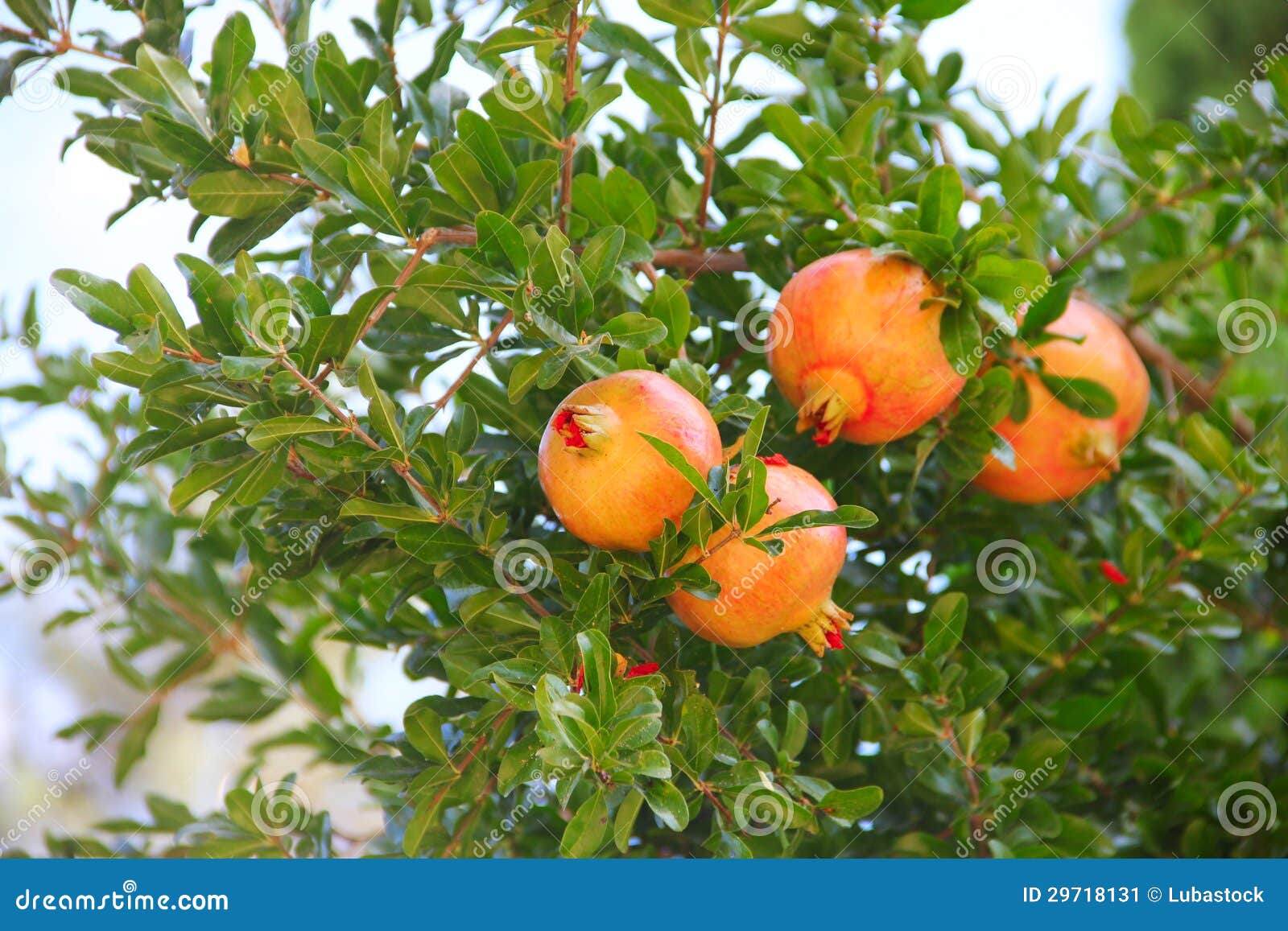 Fruit De Grenade Sur L'arbre Image stock - Image du feuillage ...