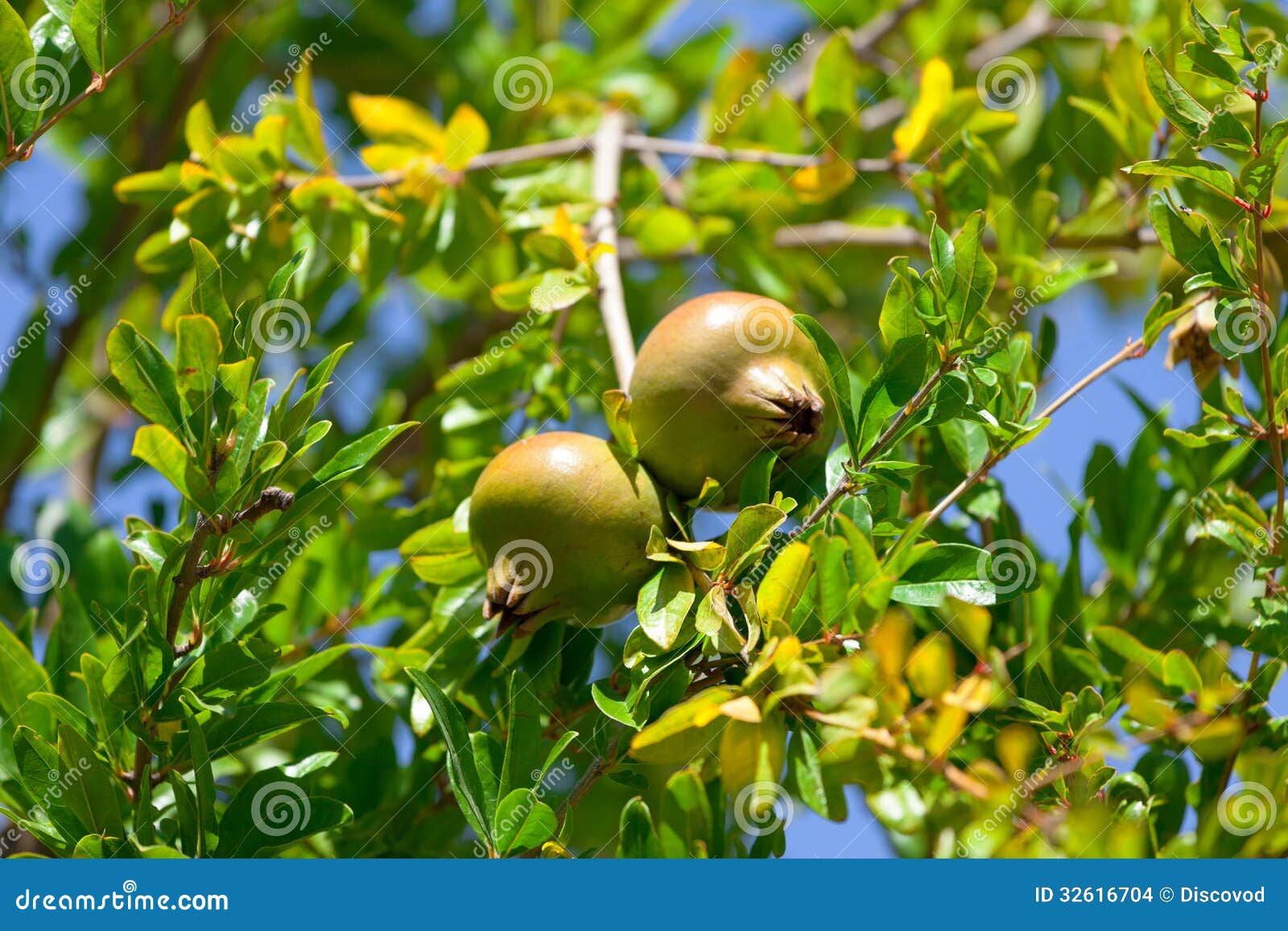 Fruit De Grenade Sur L'arbre Vert Photo stock - Image du végétarien ...