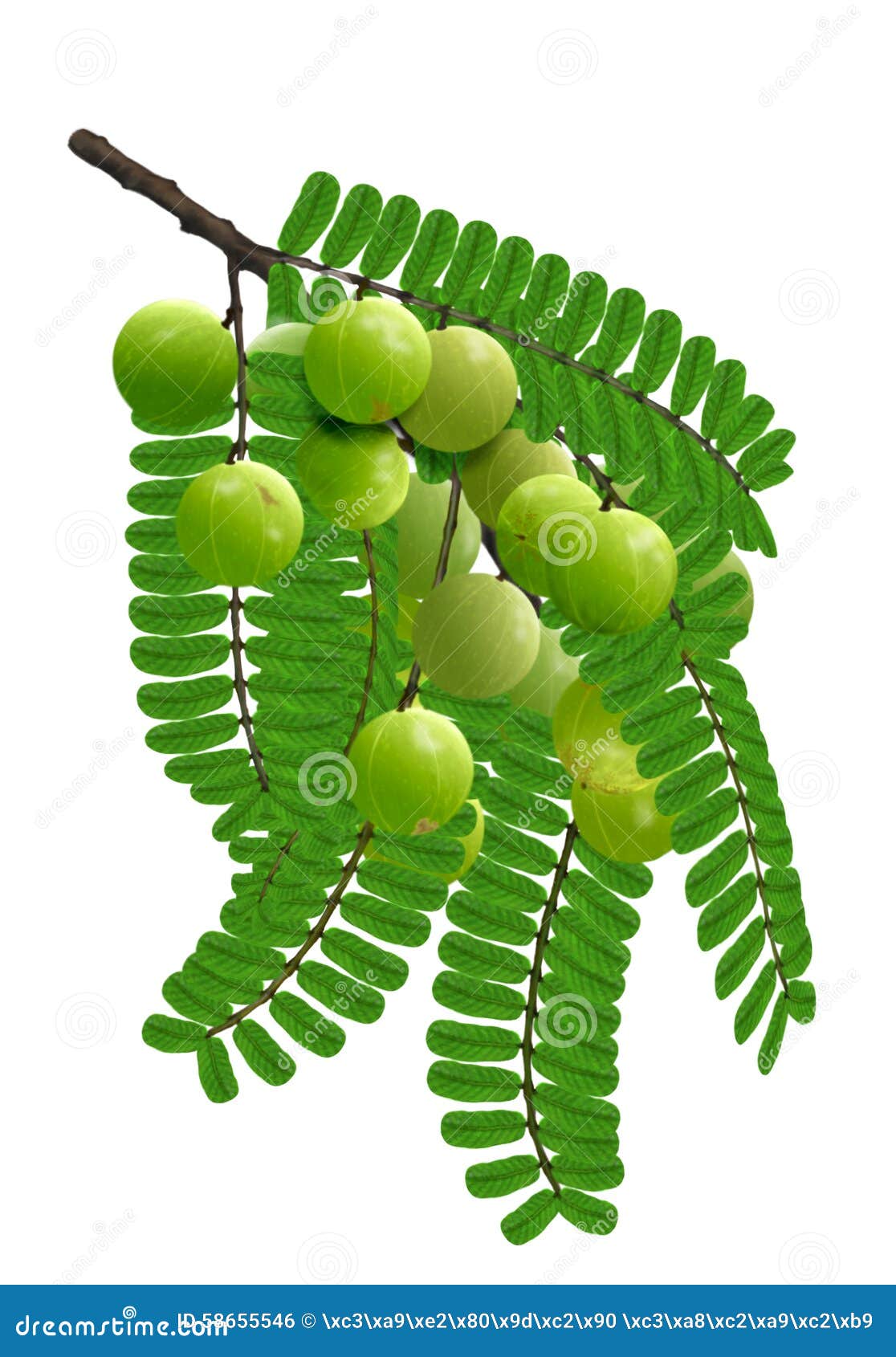 Fruit De Leafflower D'emblica Photo stock - Image du croquant ...